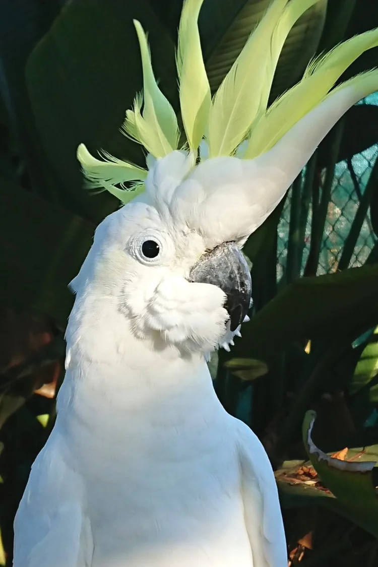 Adopt A Companion Bird | Free Flight Exotic Bird Sanctuary