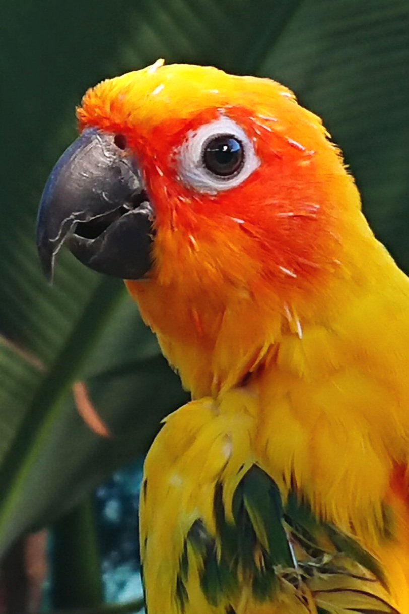 Visit Free Flight | Free Flight Exotic Bird Sanctuary