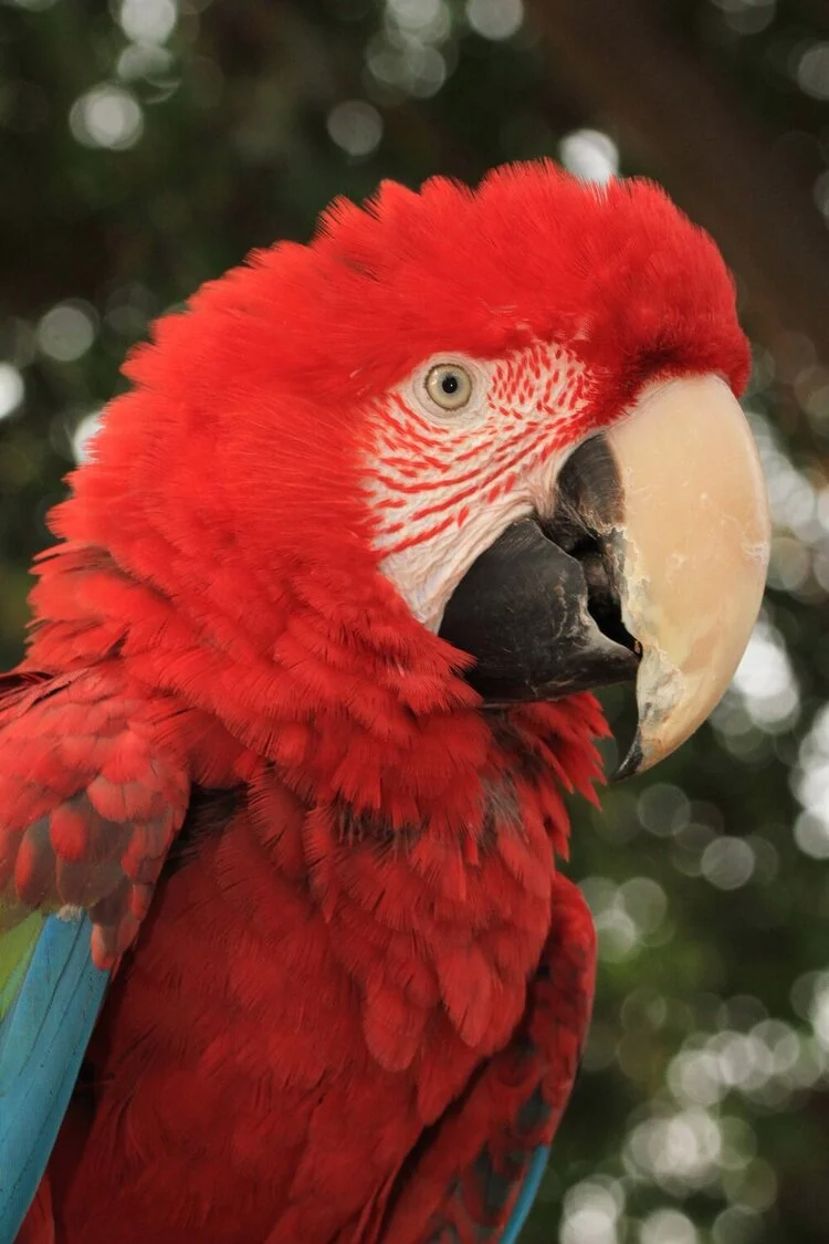 Adopt A Companion Bird | Free Flight Exotic Bird Sanctuary