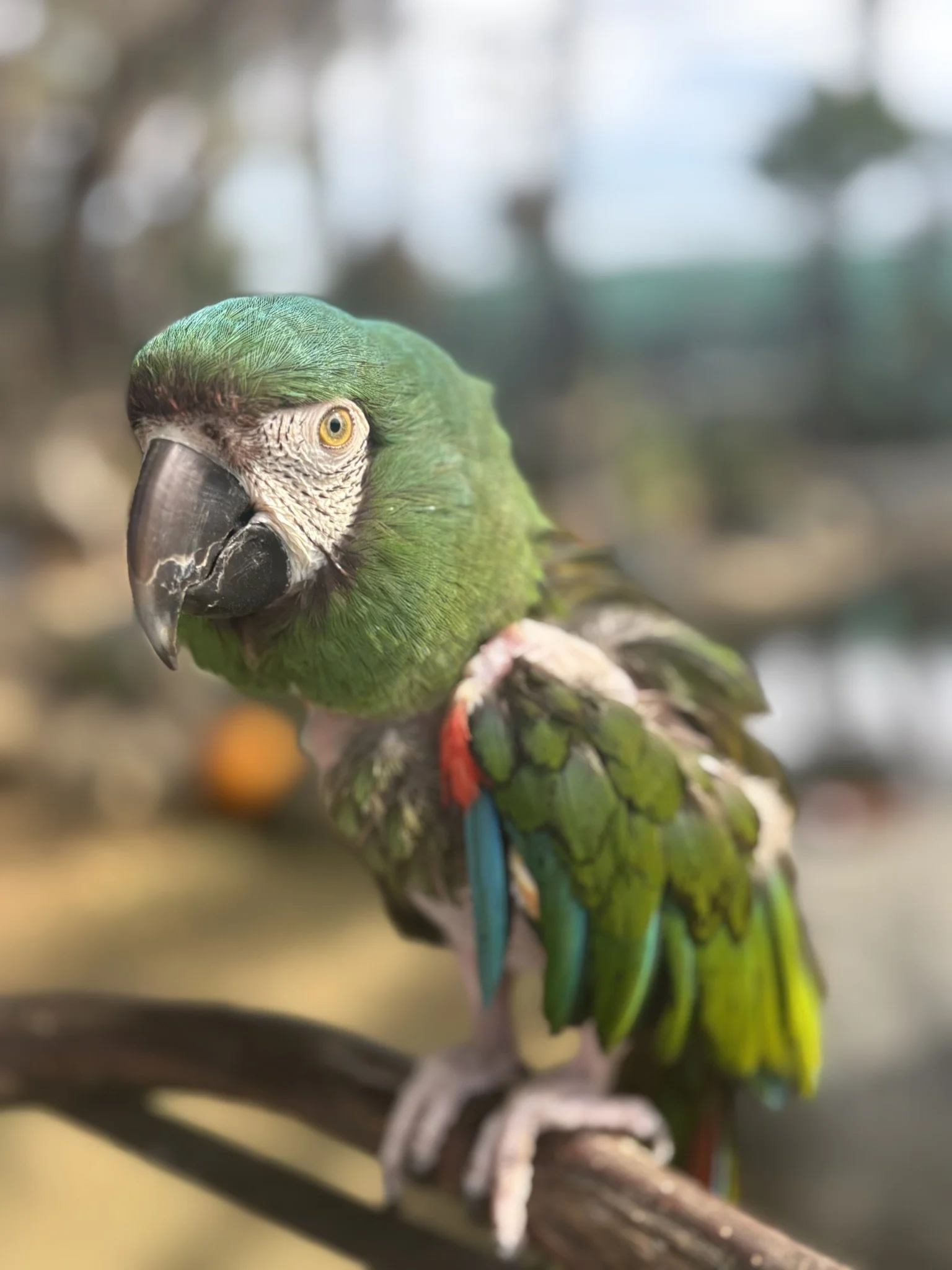 Adopt A Companion Bird | Free Flight Exotic Bird Sanctuary