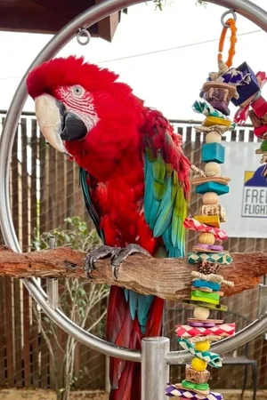 Adopt A Companion Bird | Free Flight Exotic Bird Sanctuary