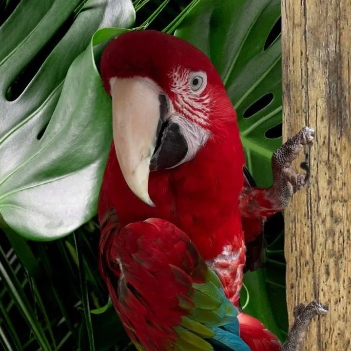 Ruby | Free Flight Exotic Bird Sanctuary