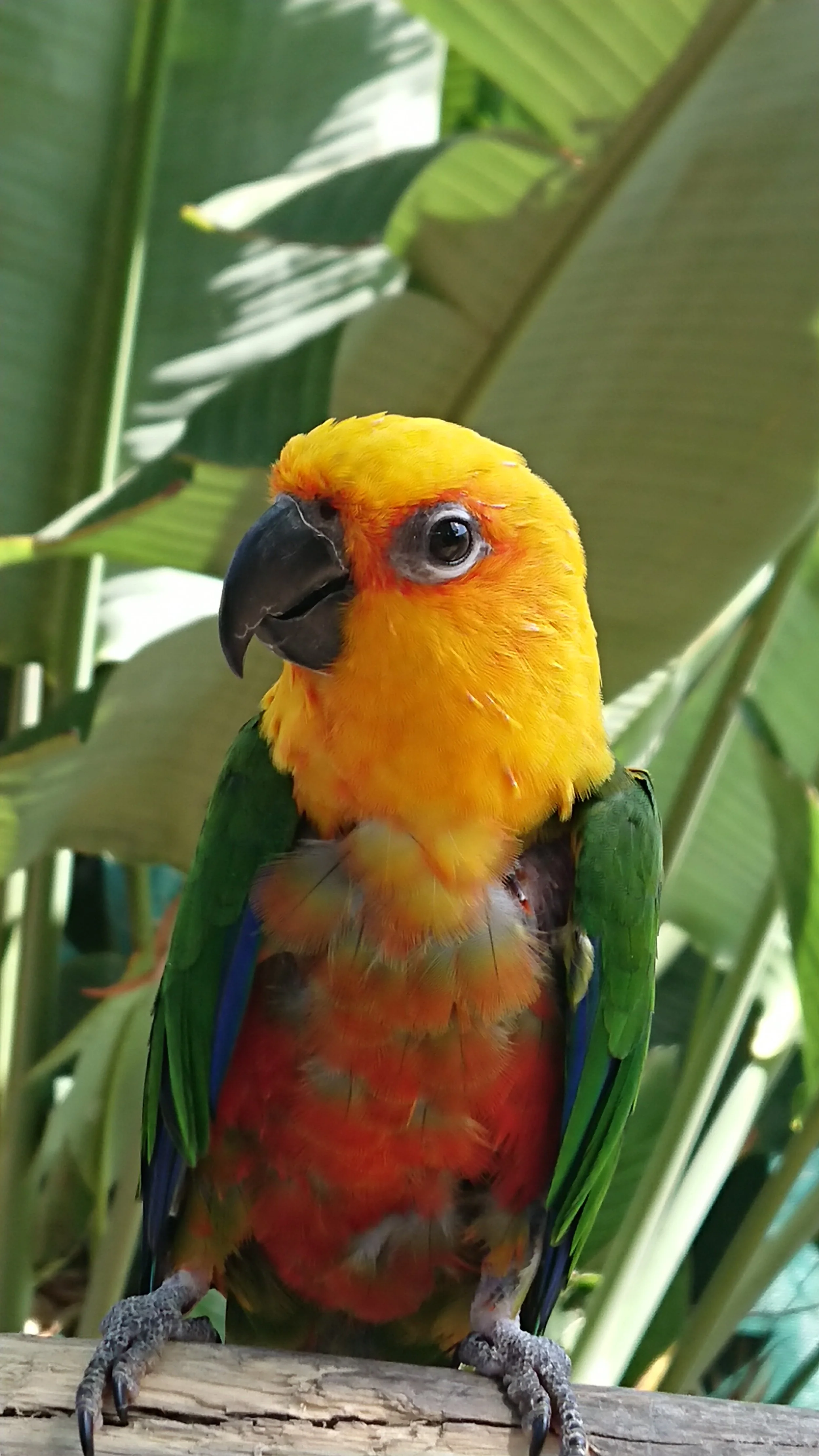 Adopt A Companion Bird | Free Flight Exotic Bird Sanctuary