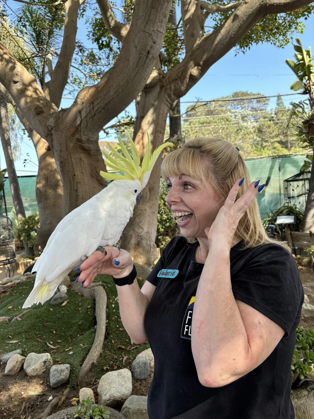 Adopt A Companion Bird | Free Flight Exotic Bird Sanctuary
