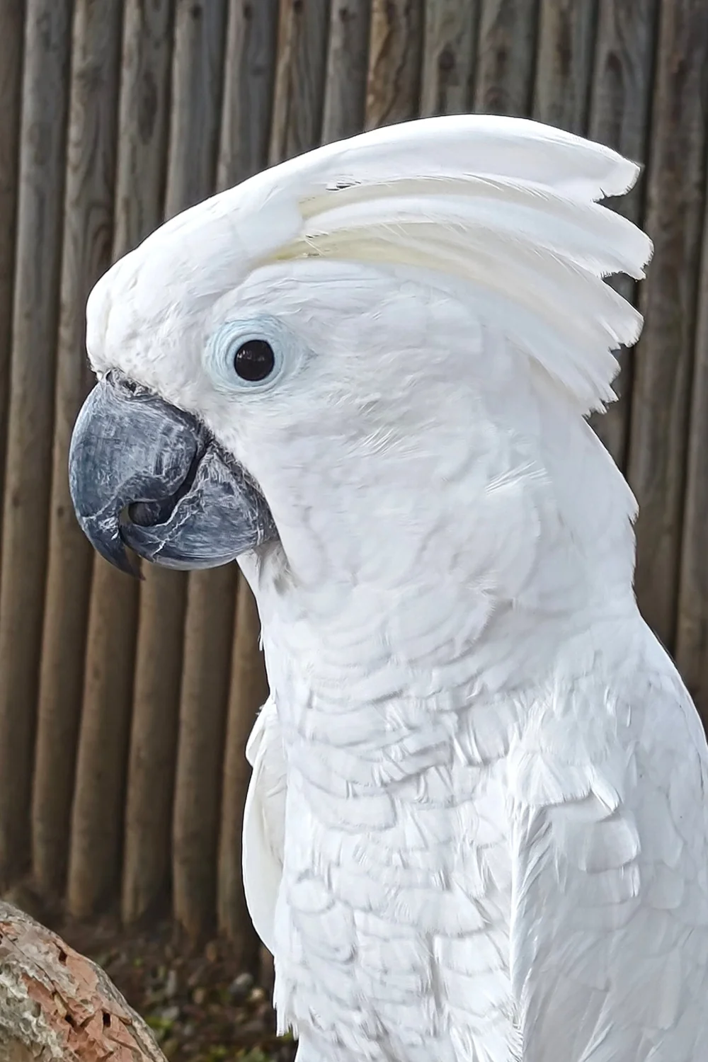 Adopt A Companion Bird | Free Flight Exotic Bird Sanctuary