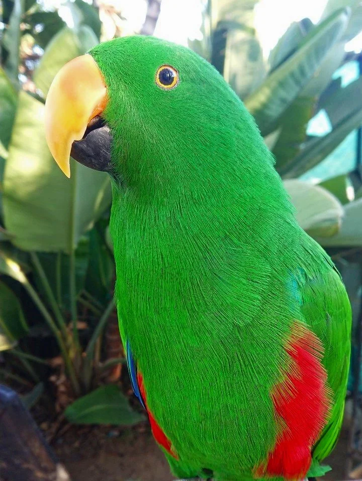 Visit Free Flight | Free Flight Exotic Bird Sanctuary