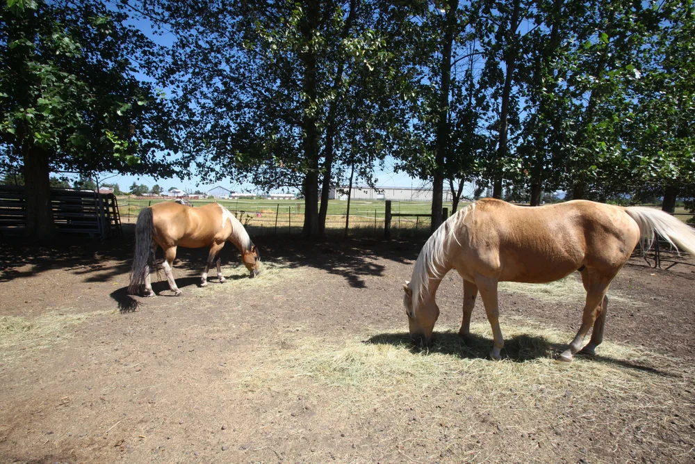 OHC MAIN — The Oregon Horse Center