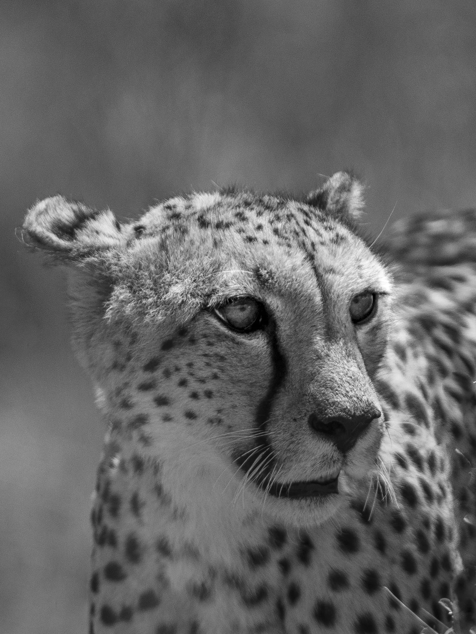 ADAM BARNARD PHOTOGRAPHY