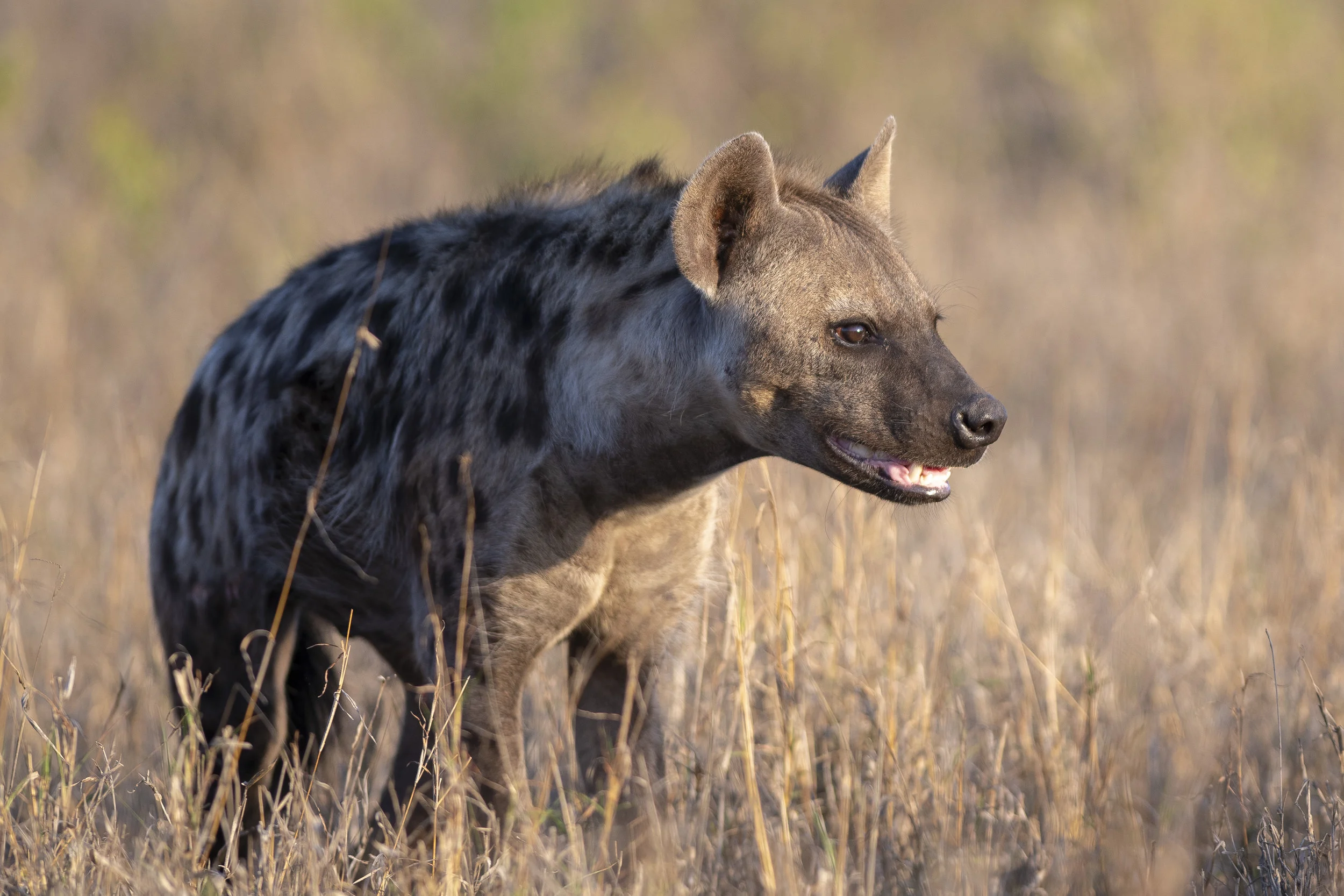 ADAM BARNARD PHOTOGRAPHY