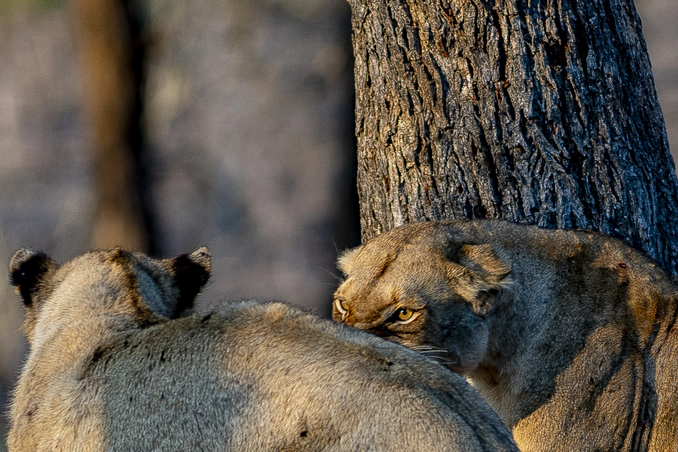 ADAM BARNARD PHOTOGRAPHY