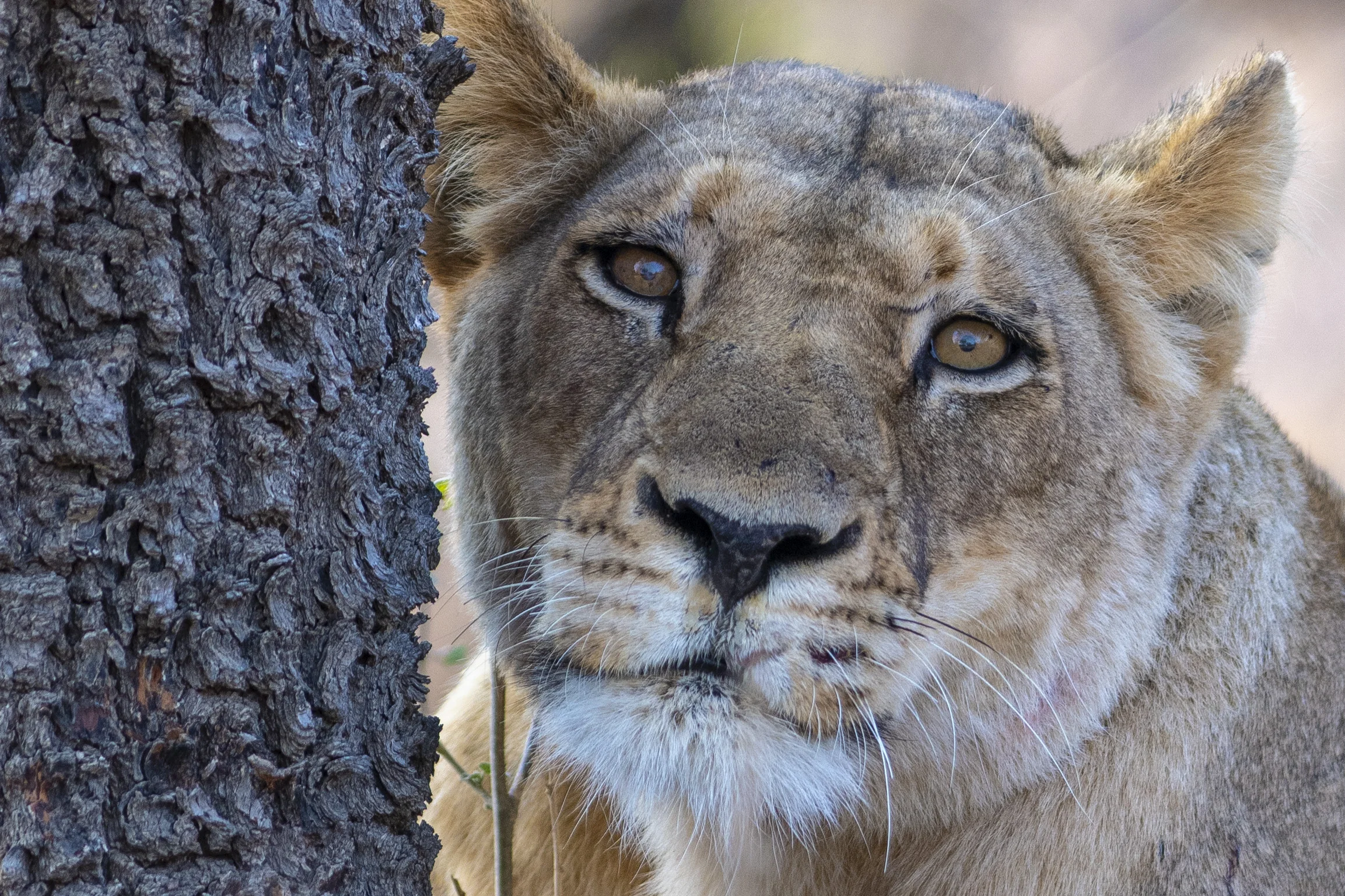 ADAM BARNARD PHOTOGRAPHY