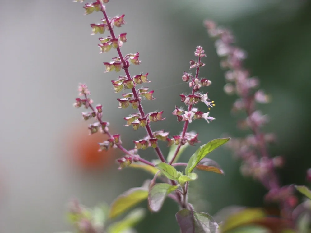 Ayurvedic Information and Resources — Purusha Ayurveda