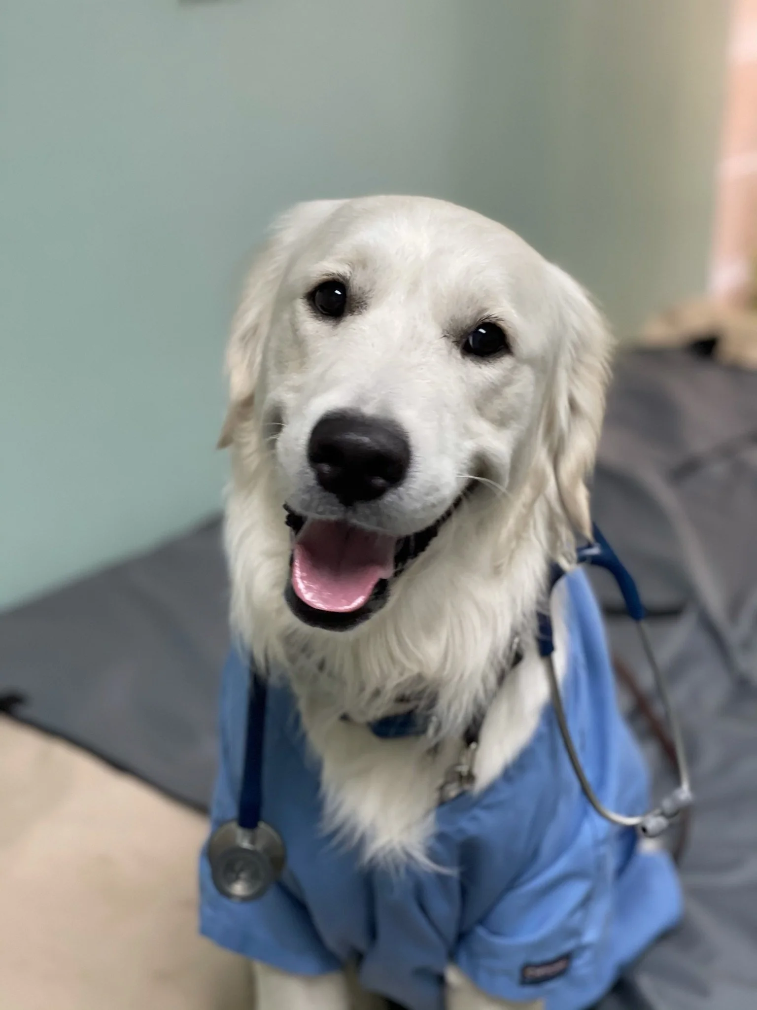 Garden Veterinary ClinicGarden Veterinary Clinic