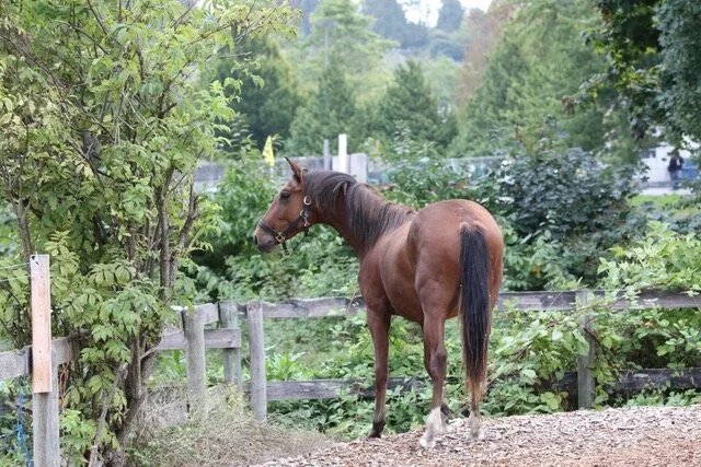 Meet our current horses — SOUTHLANDS RIDING CLUB