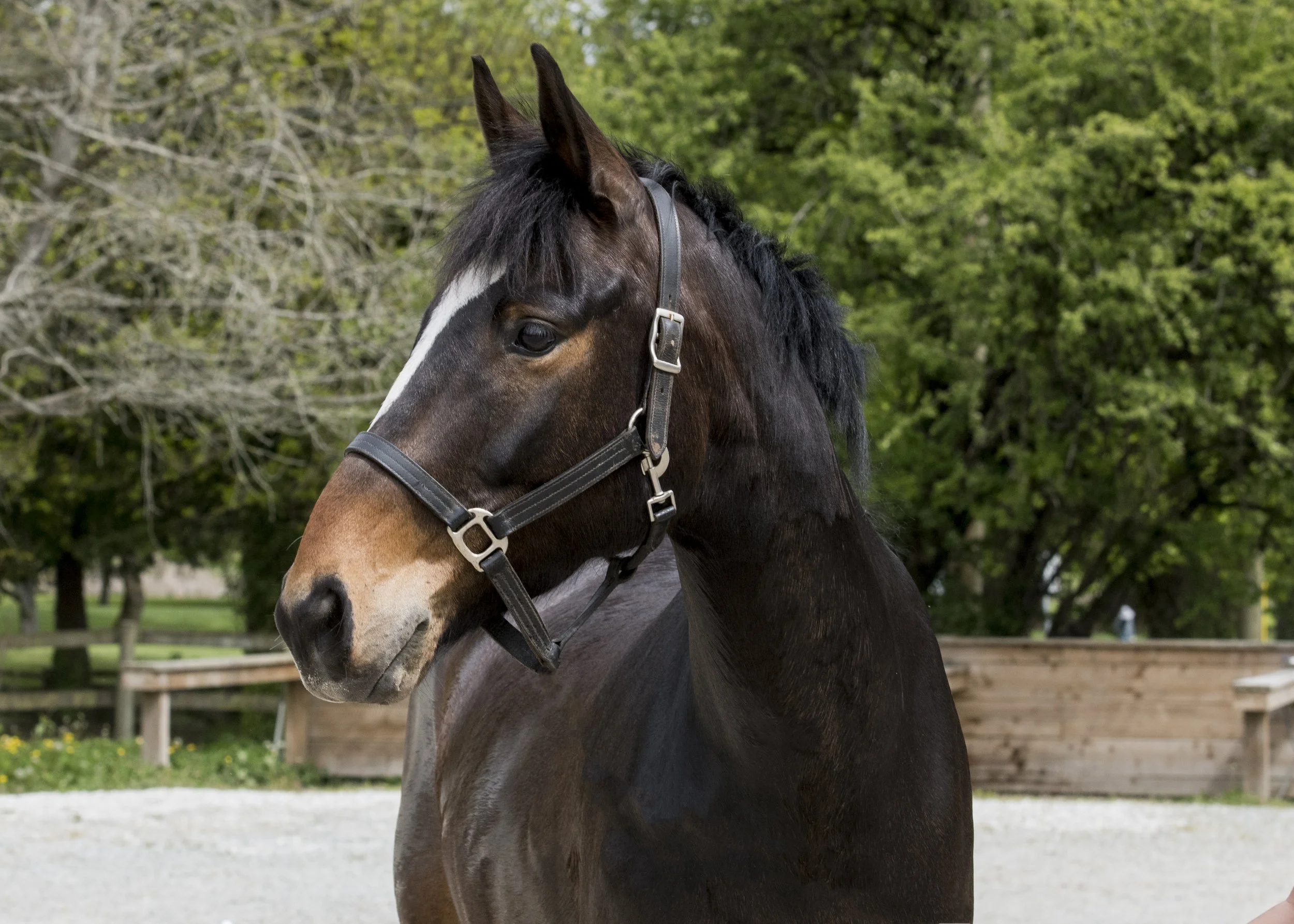 SOUTHLANDS RIDING CLUB