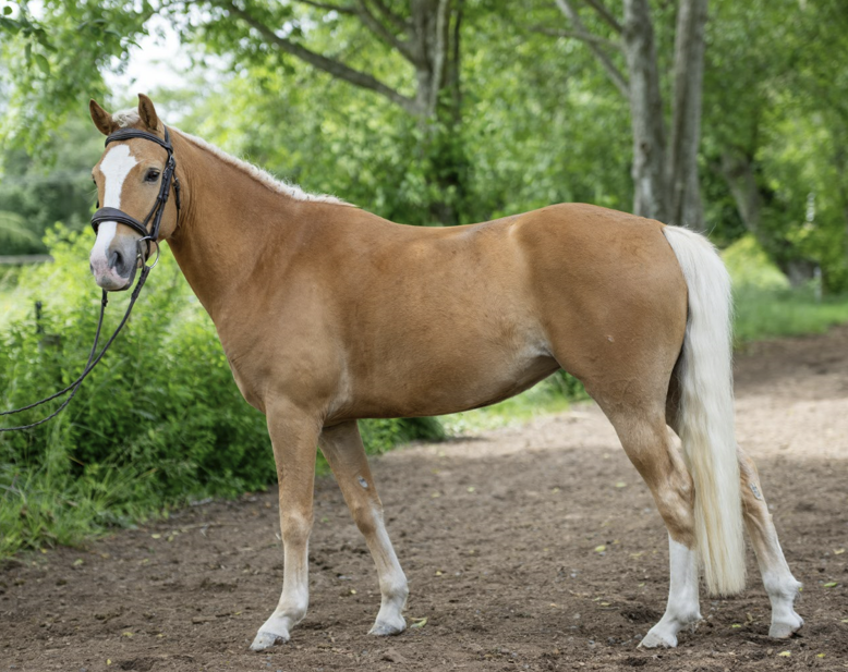 SOUTHLANDS RIDING CLUB