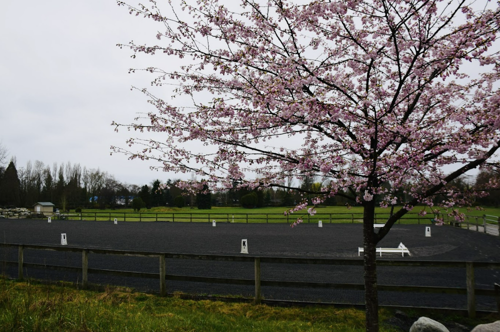 SOUTHLANDS RIDING CLUB