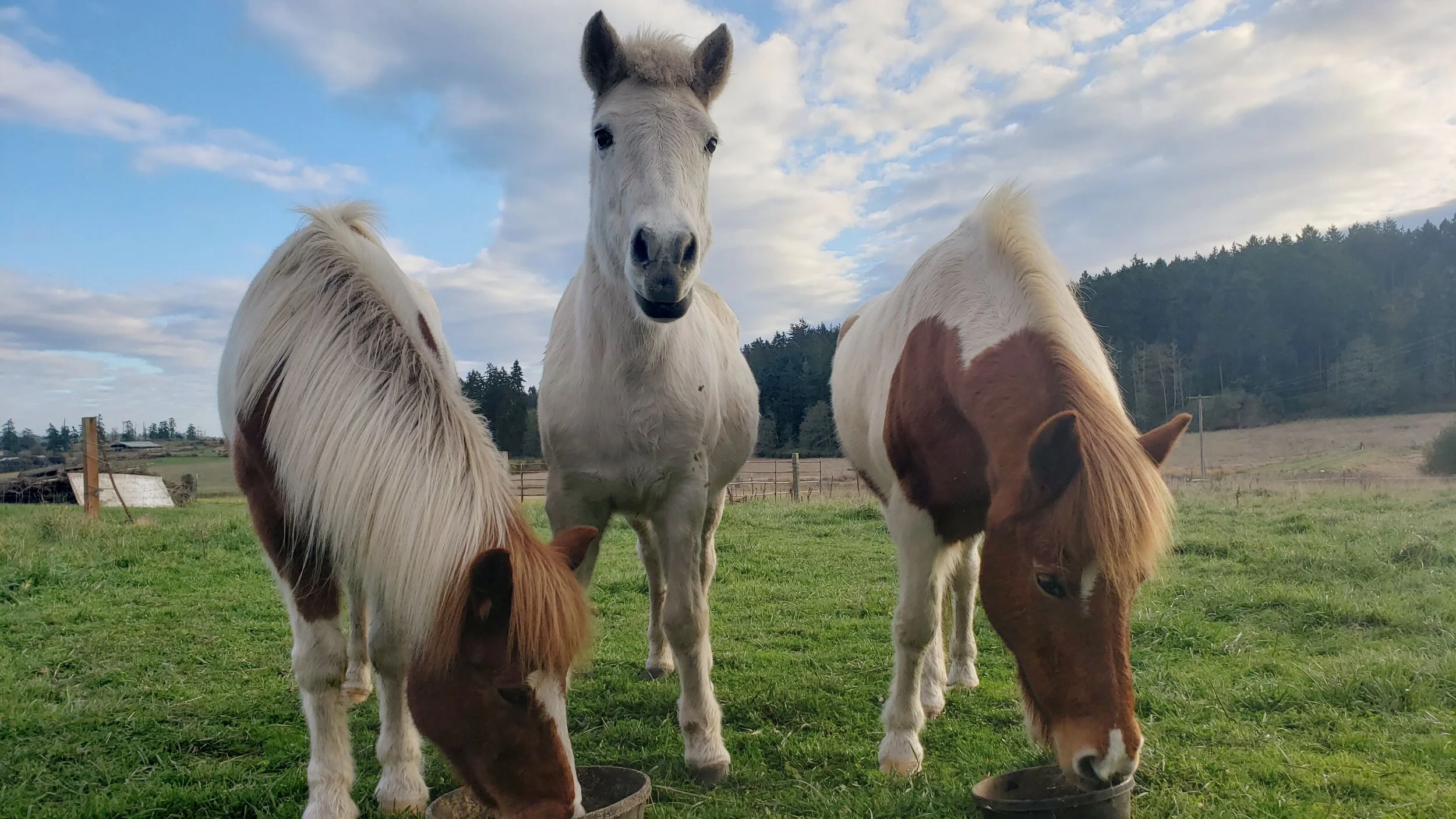 AC Position — Island Haven Animal Sanctuary