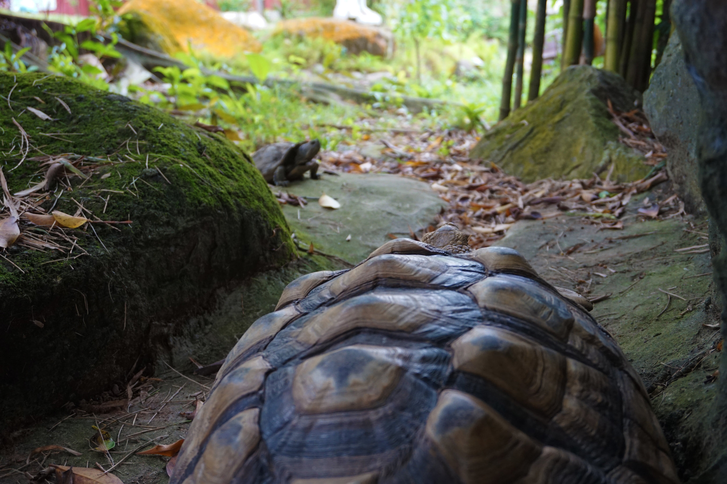 Alligator Snapping Turtle Bite Watermelon