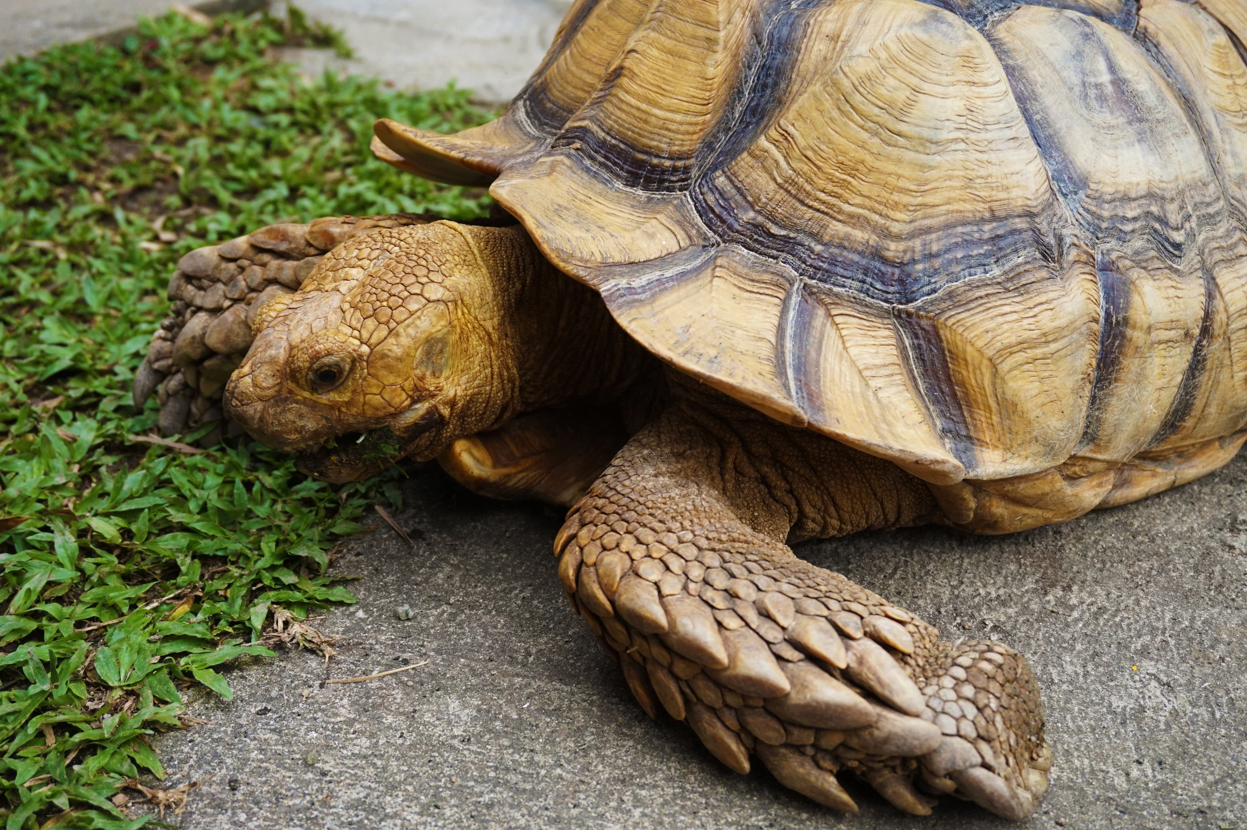 Alligator Snapping Turtle Bite Watermelon