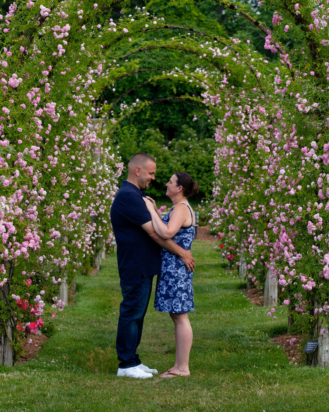 Roses in Bloom — Zack Wussow Media