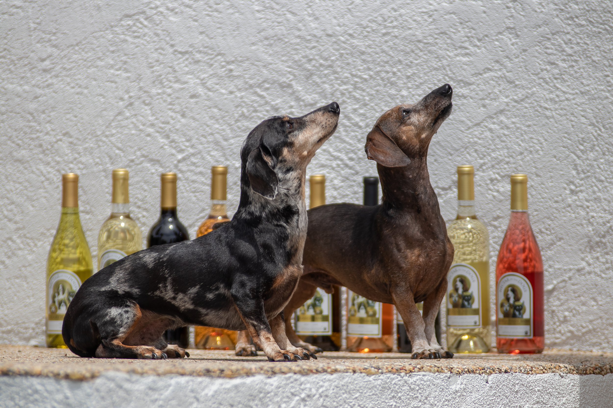 Nectar of the Dogs Wine ️🐾🍷