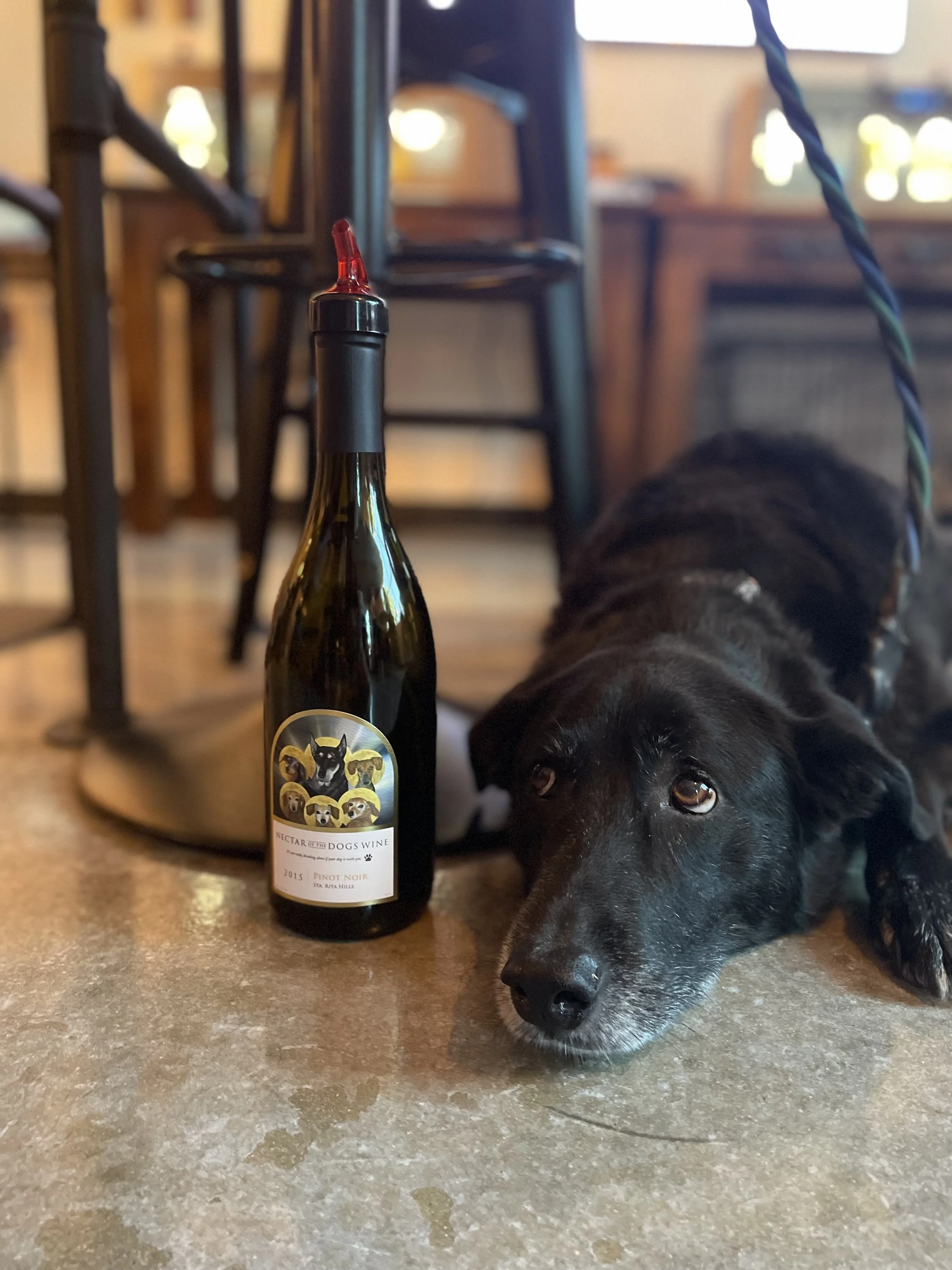Dogs And Wine