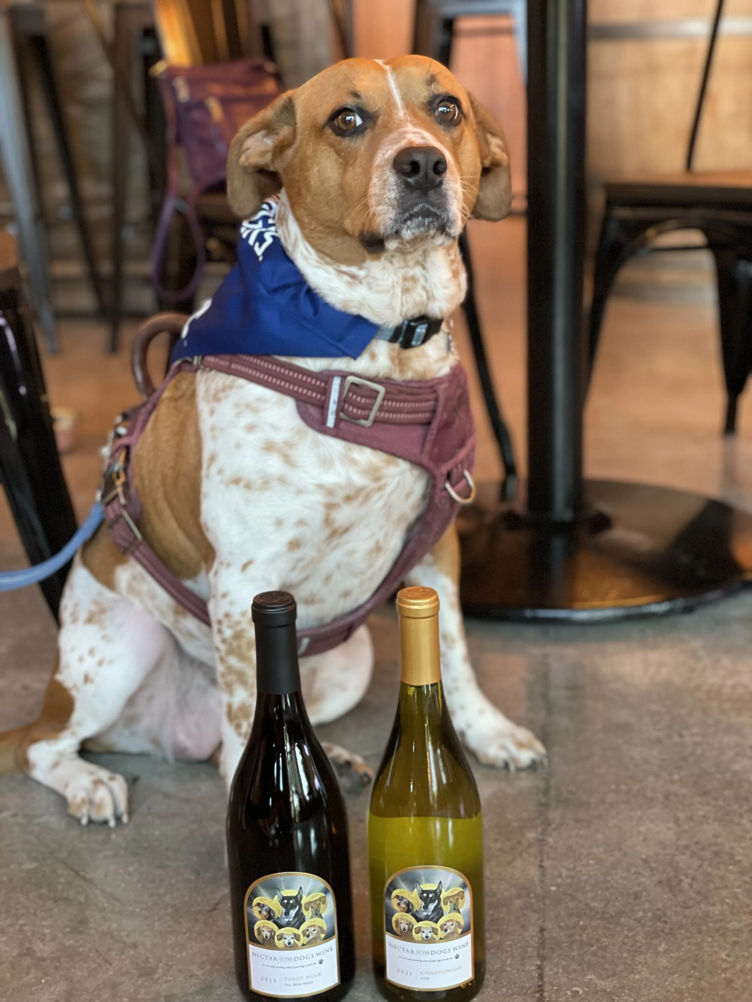 Dogs And Wine