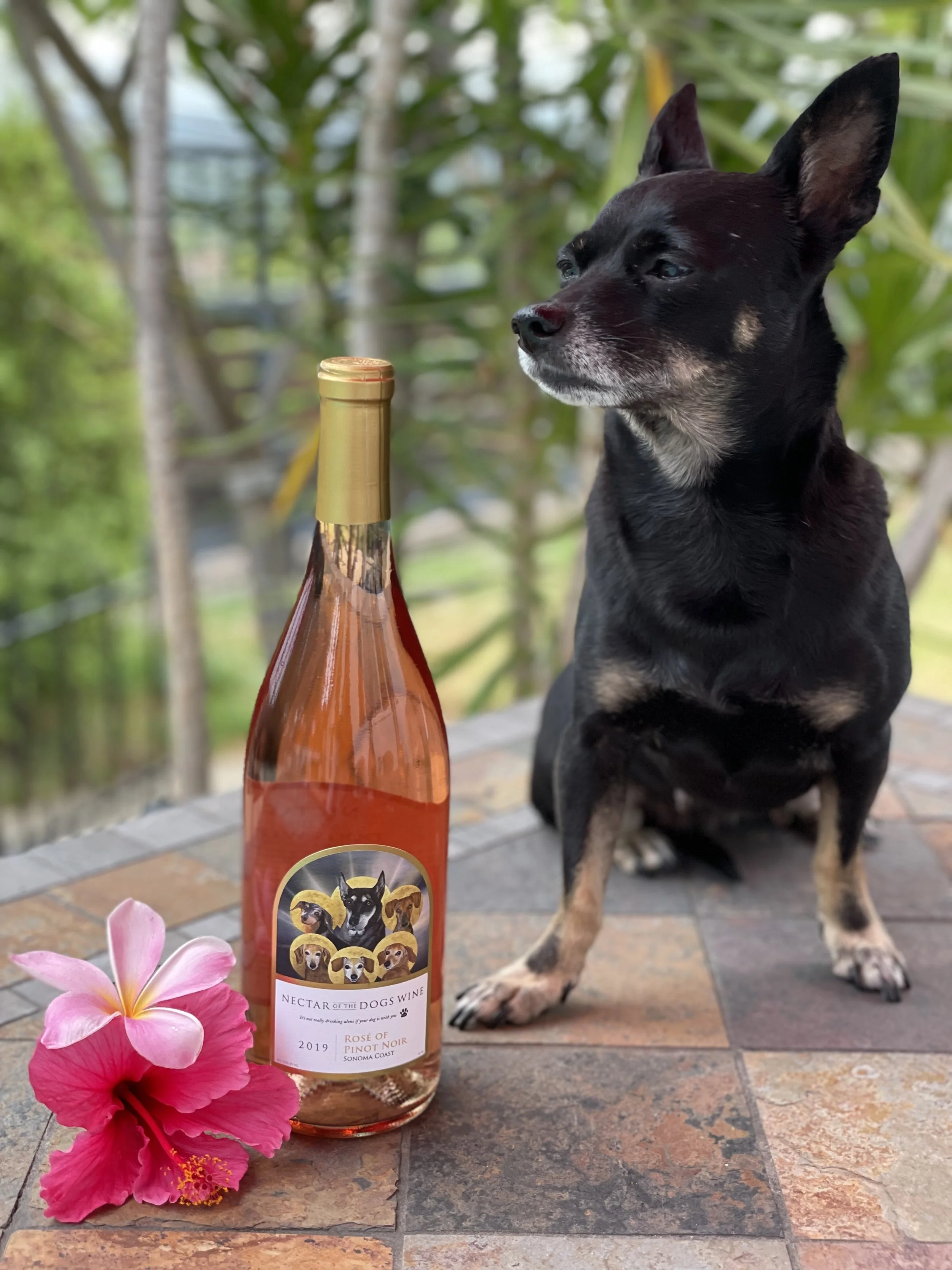 Nectar of the Dogs Wine ️🐾🍷
