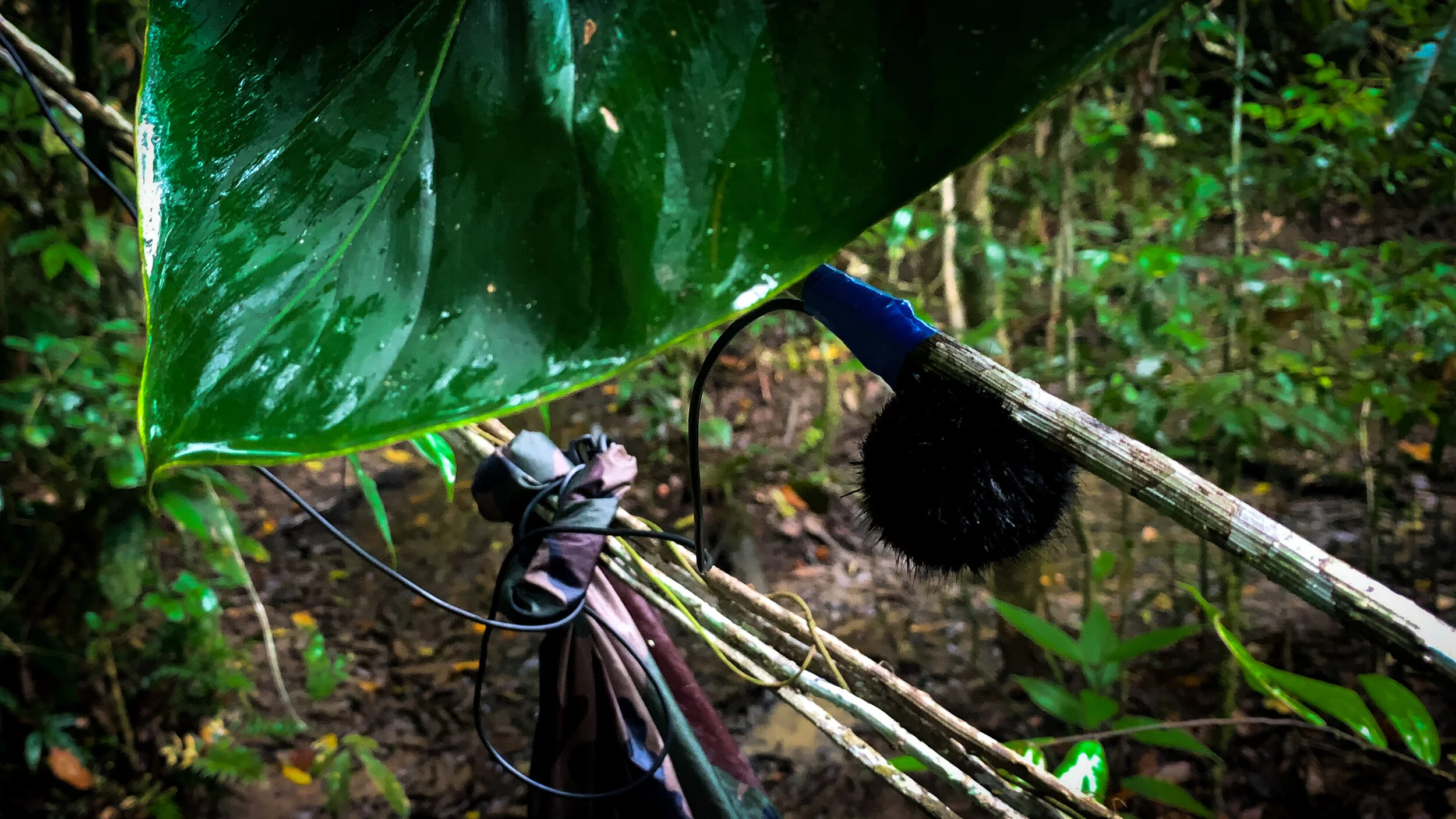 Best microphones for nature and wildlife sound recording — Mindful Audio