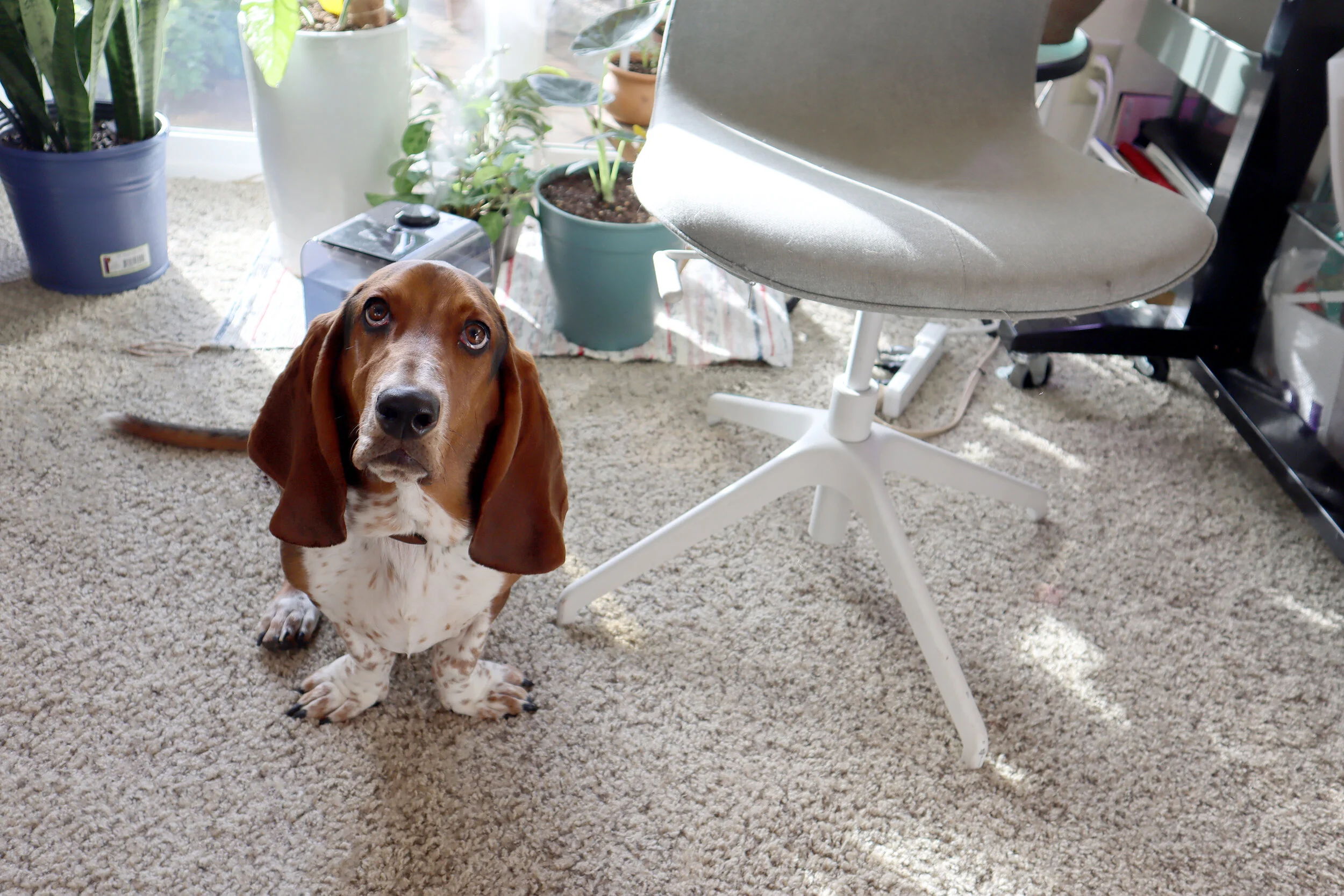 About — Al Polston