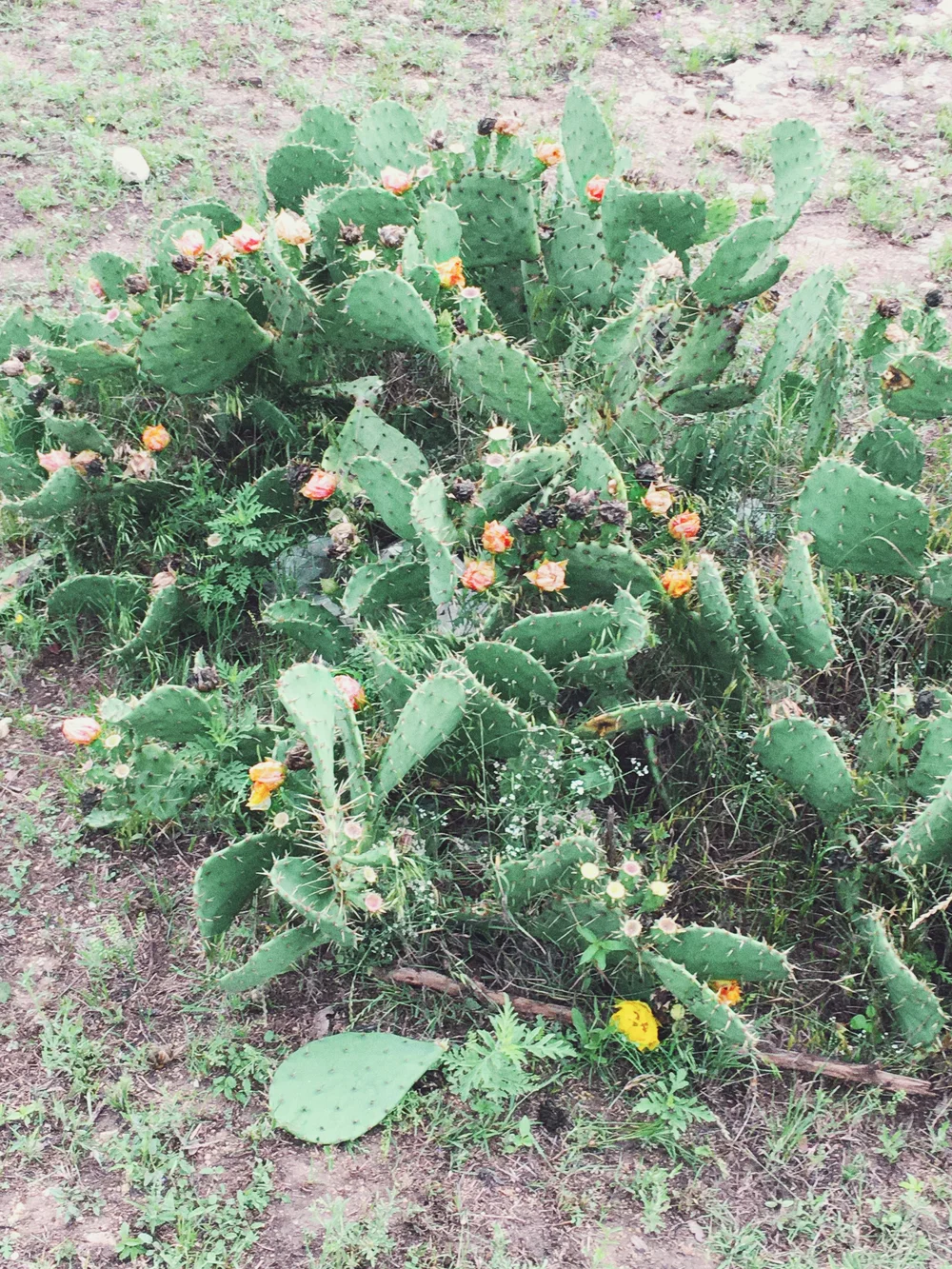 About — Al Polston