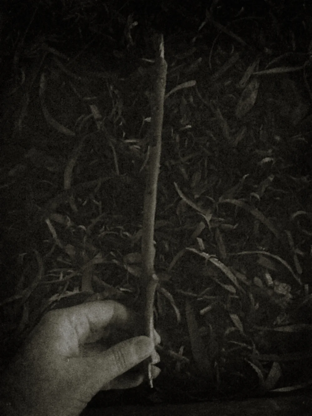 MAGIC STICK — Emma-Jane Watson