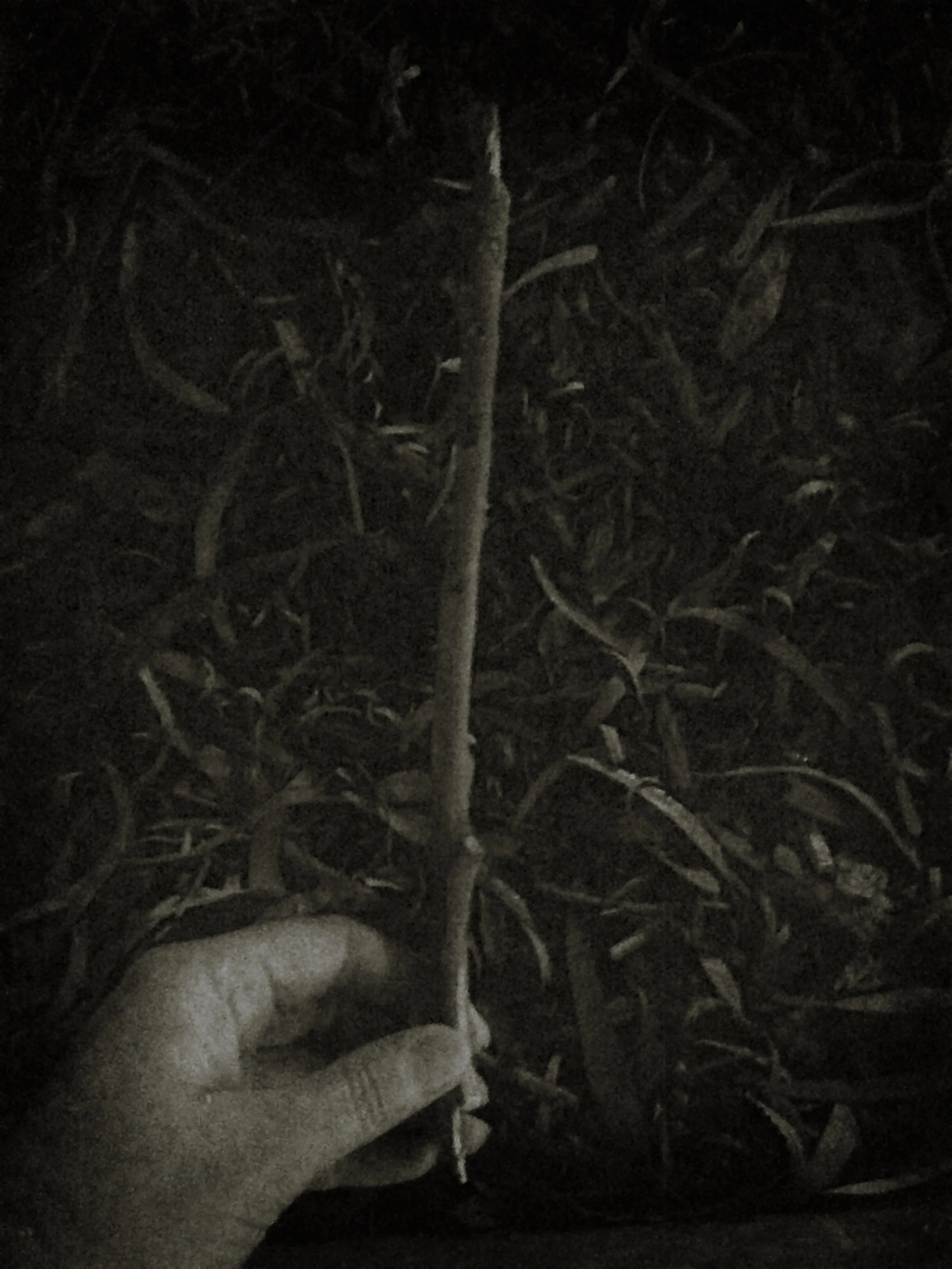 MAGIC STICK — Emma-Jane Watson