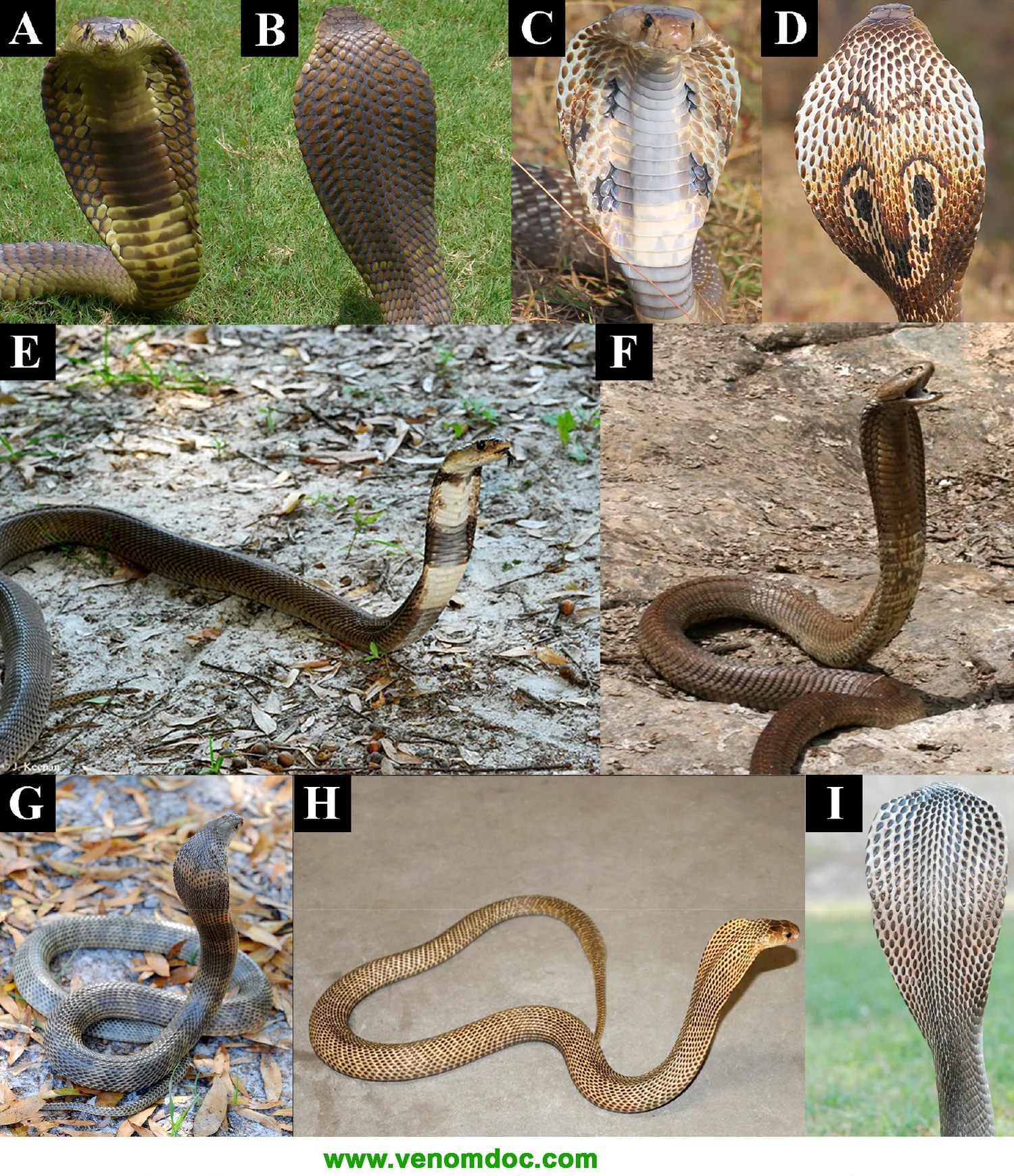 Cobra Defensive Venom Evolution — VENOM DOC