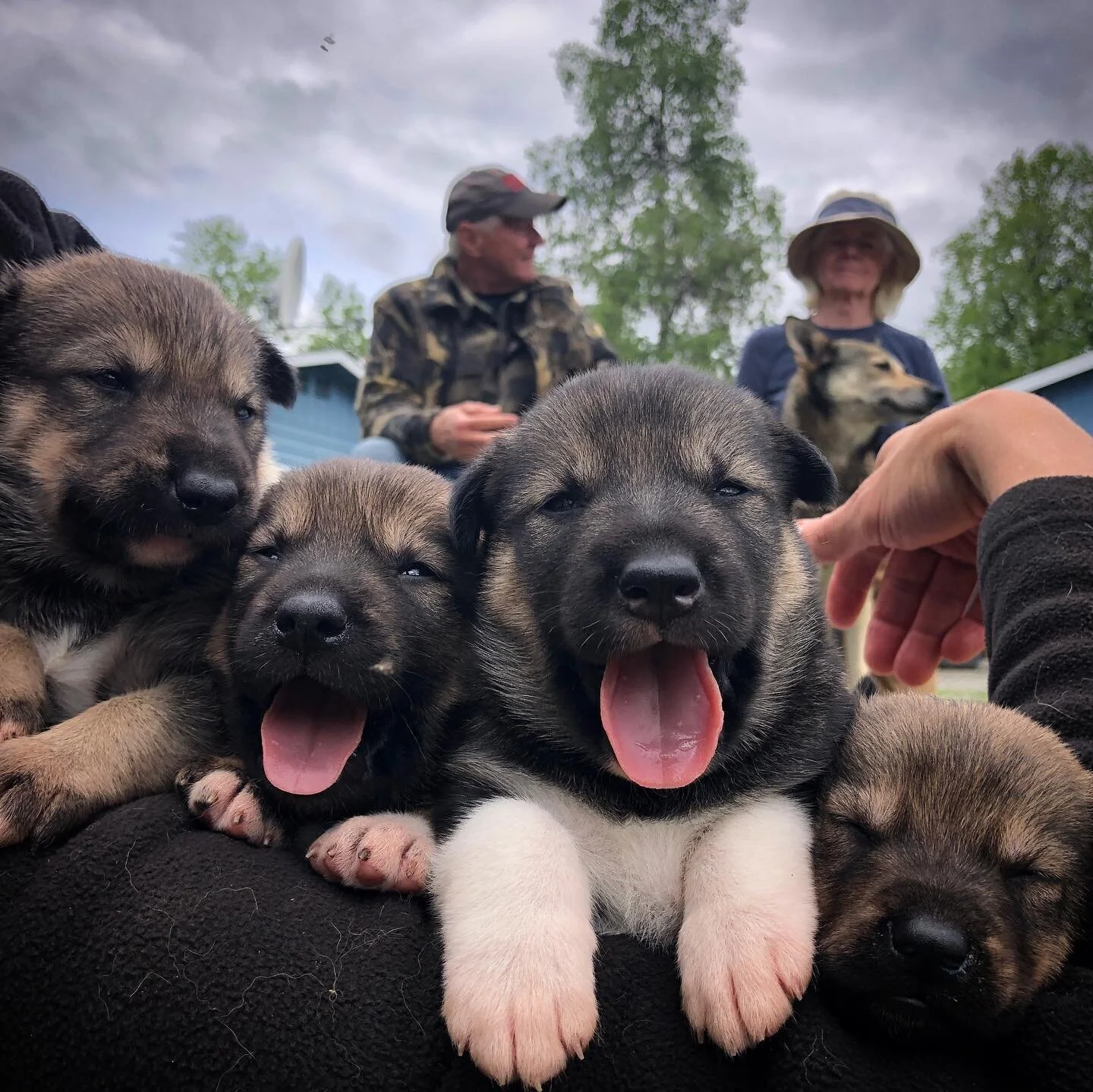 Alaskan Husky Adventures