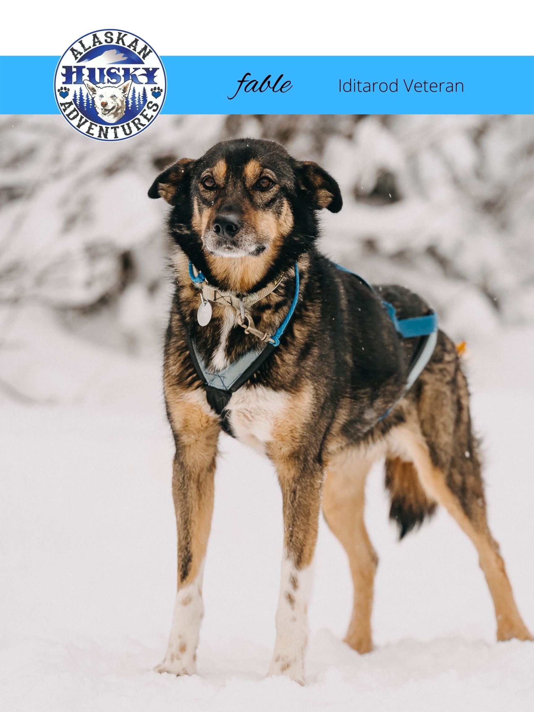 Racing — Alaskan Husky Adventures