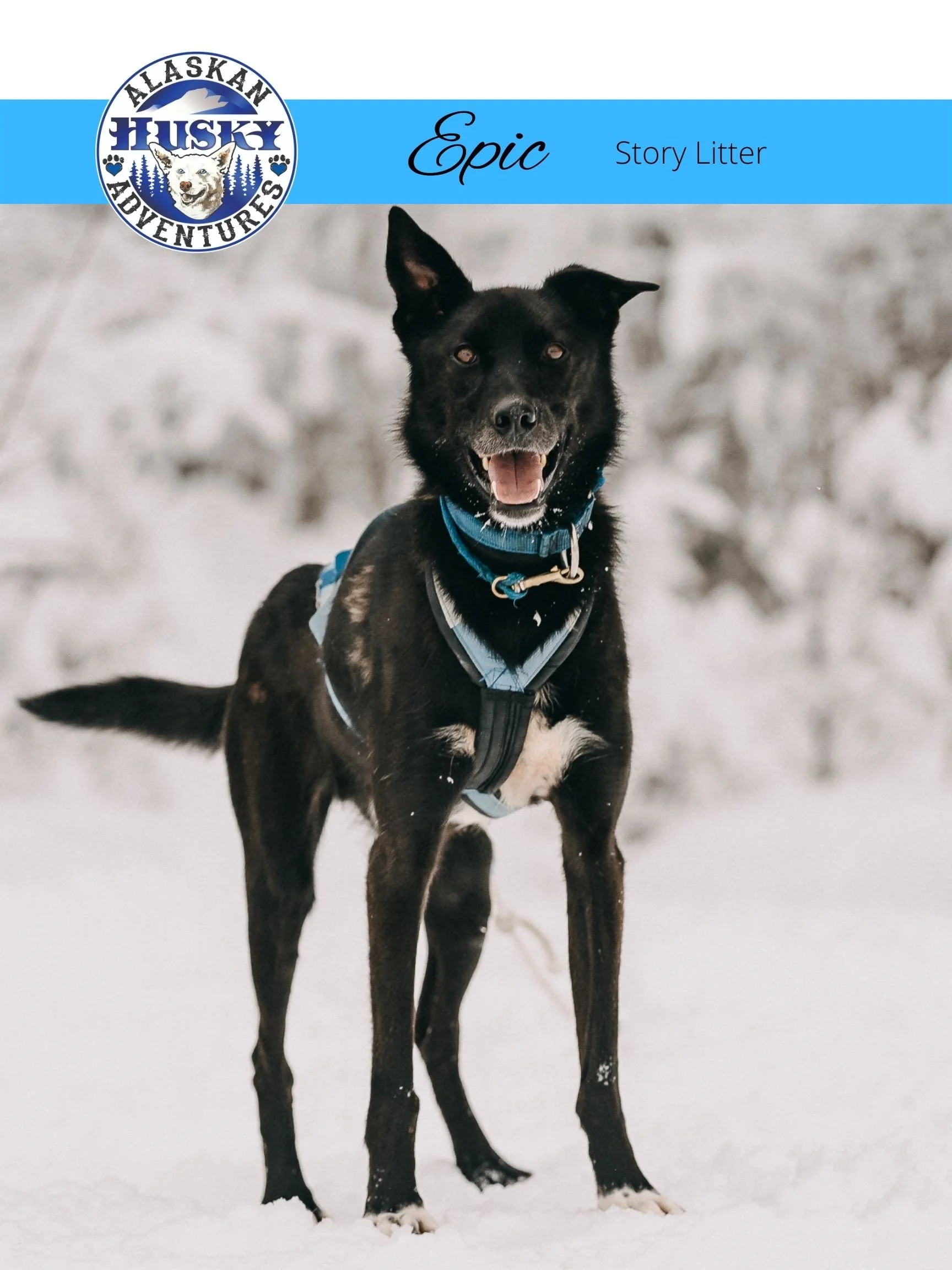 Racing — Alaskan Husky Adventures