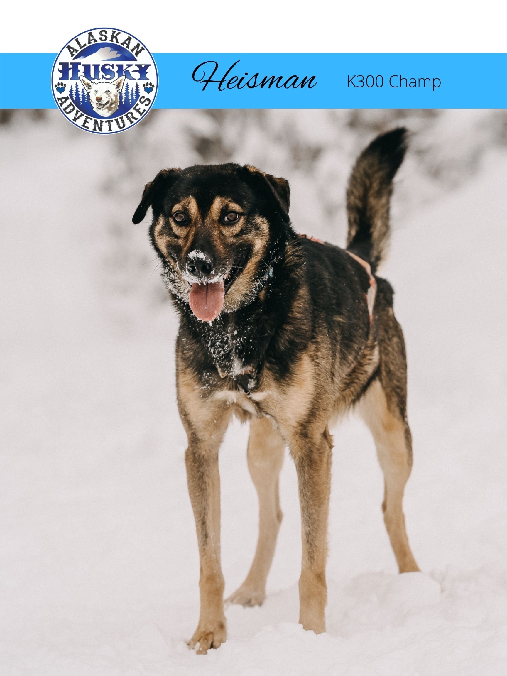 Racing — Alaskan Husky Adventures