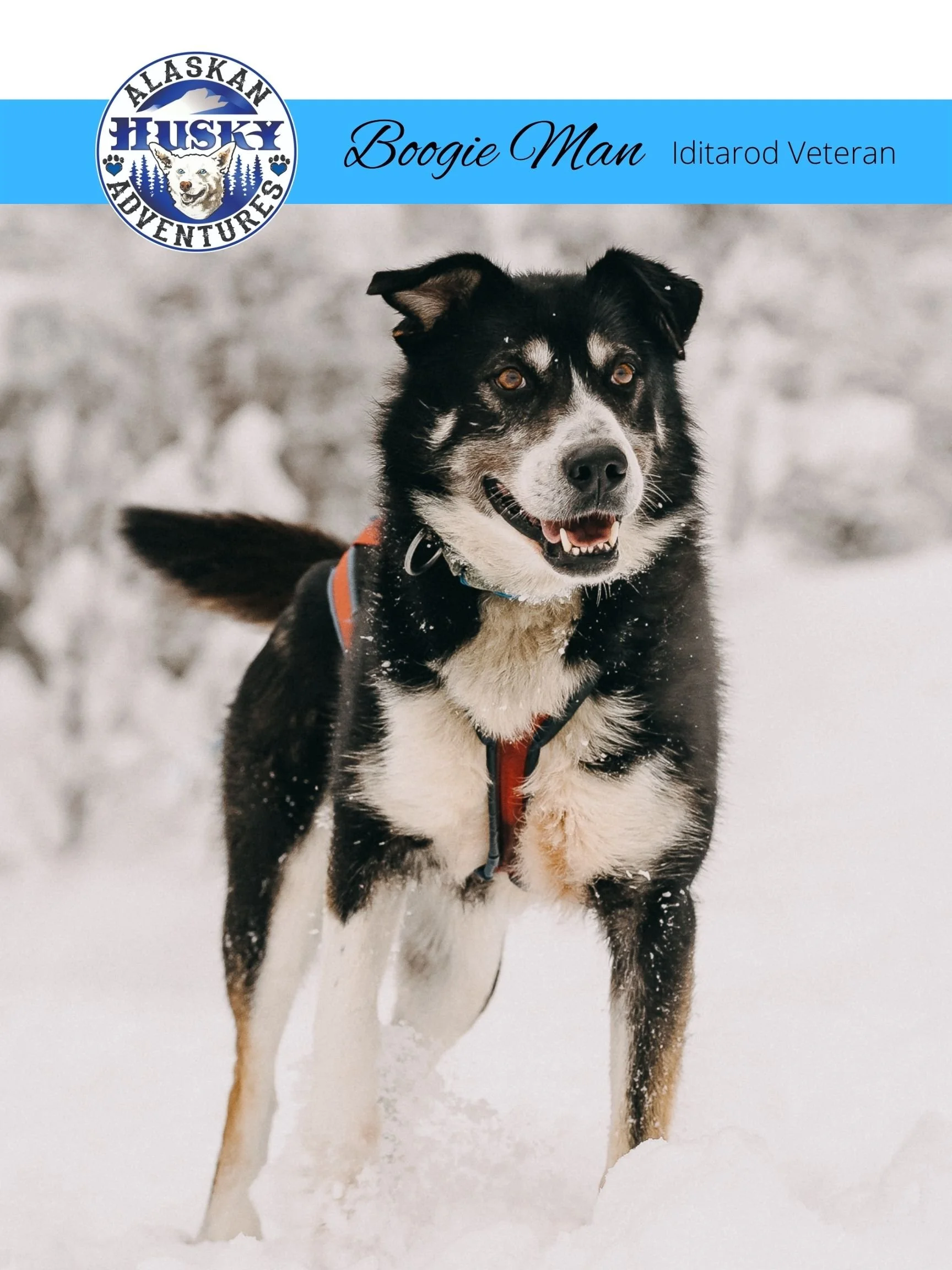 Racing — Alaskan Husky Adventures