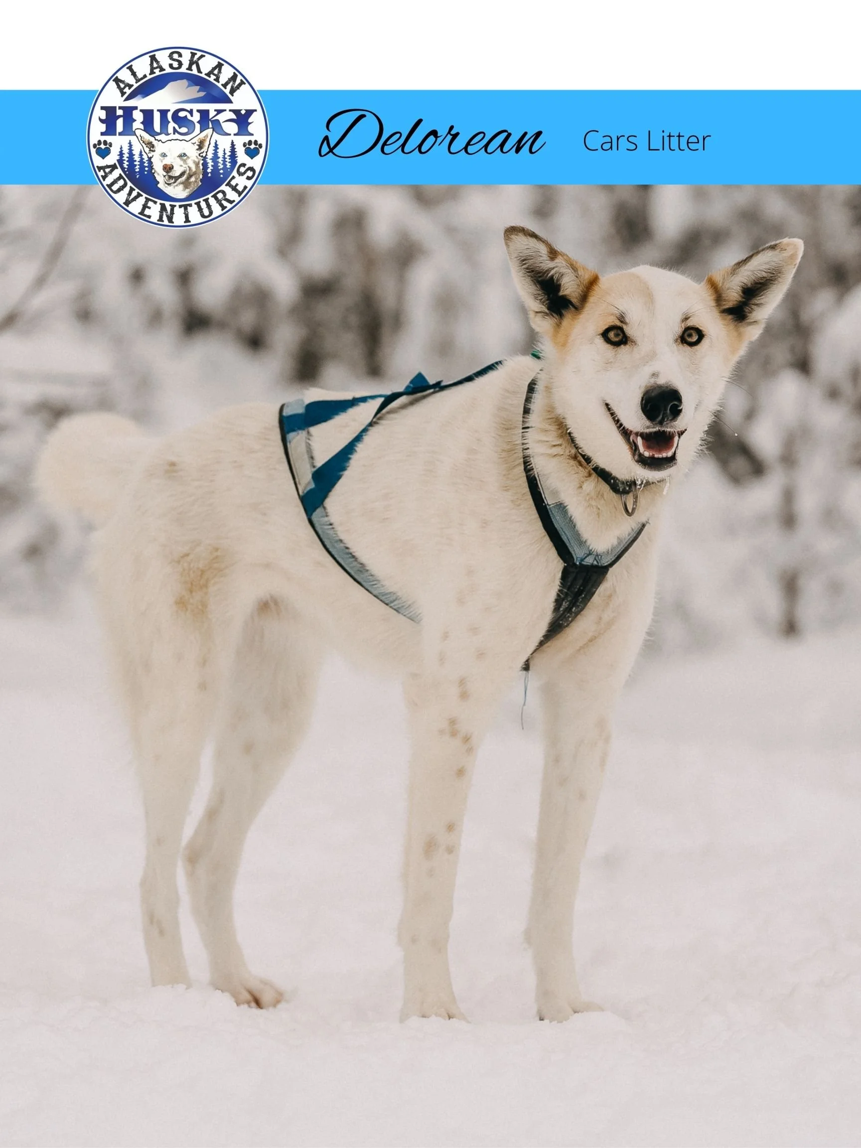 Racing — Alaskan Husky Adventures
