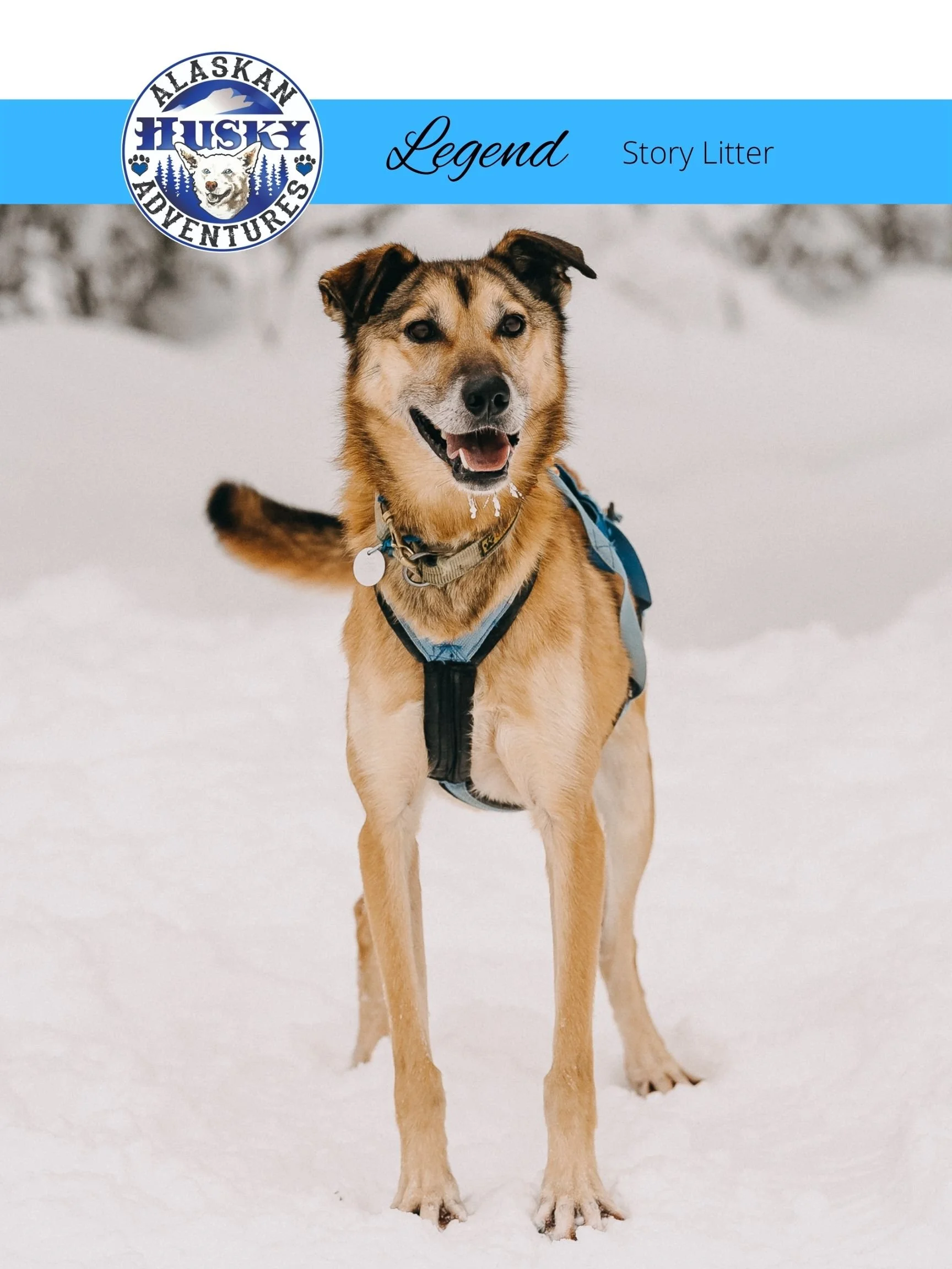 Racing — Alaskan Husky Adventures