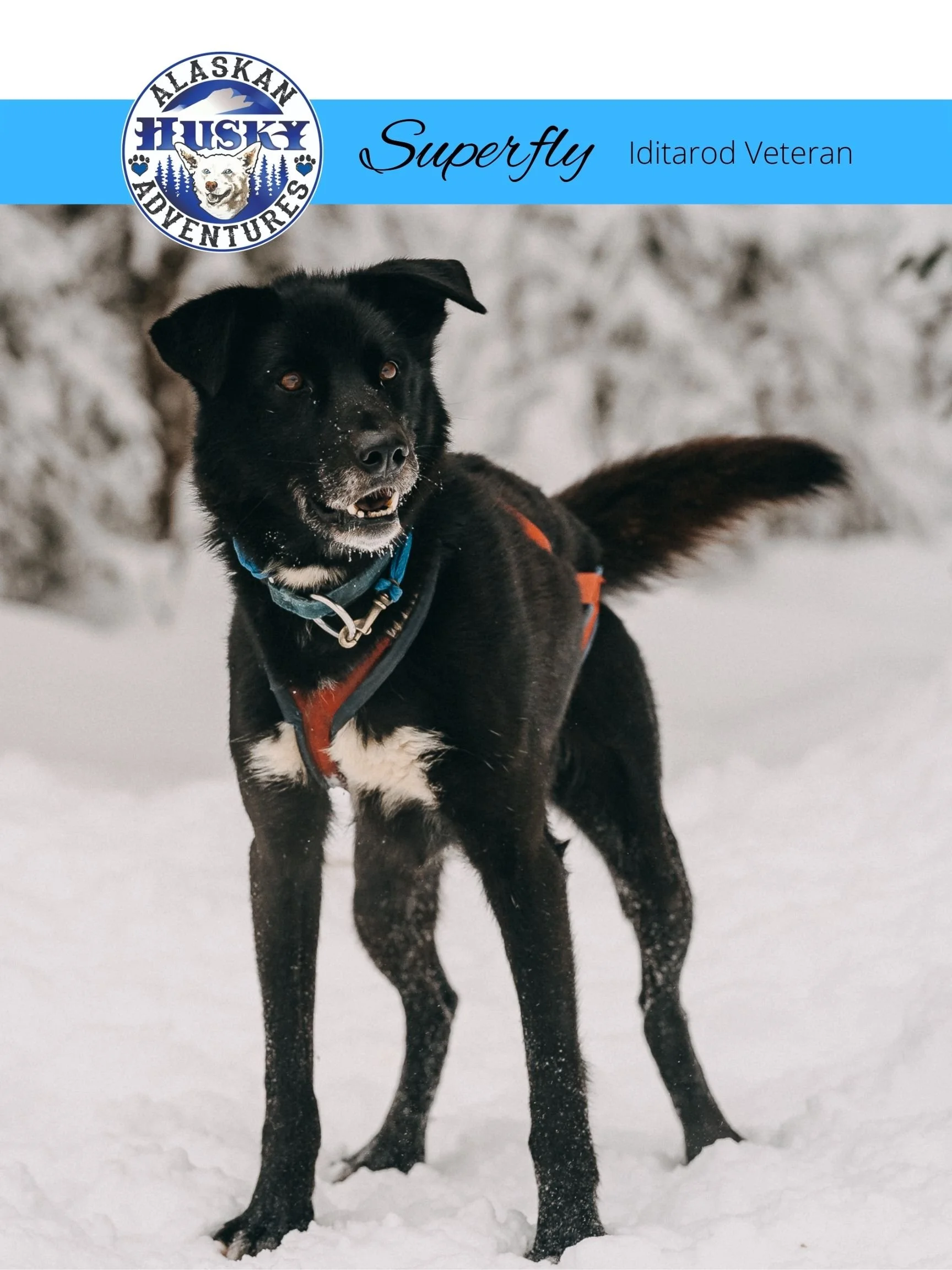 Racing — Alaskan Husky Adventures