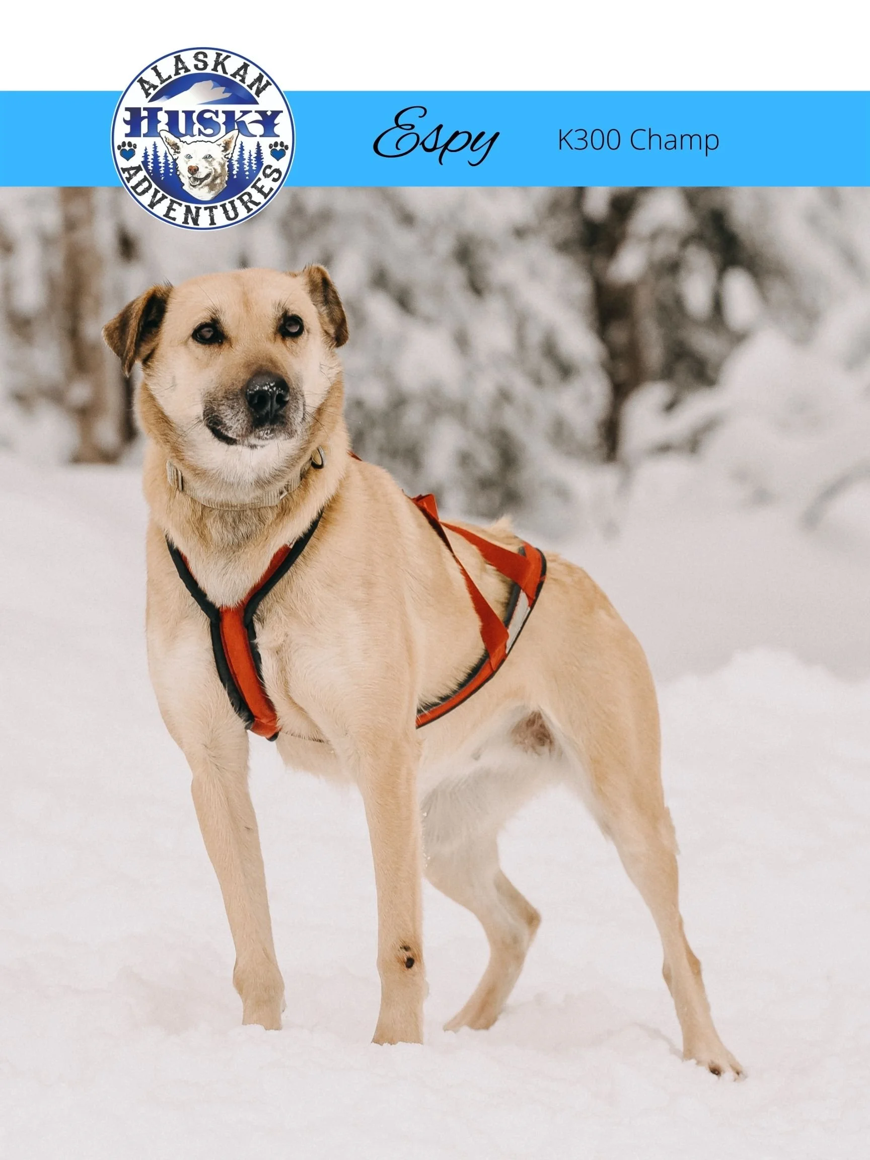 Racing — Alaskan Husky Adventures