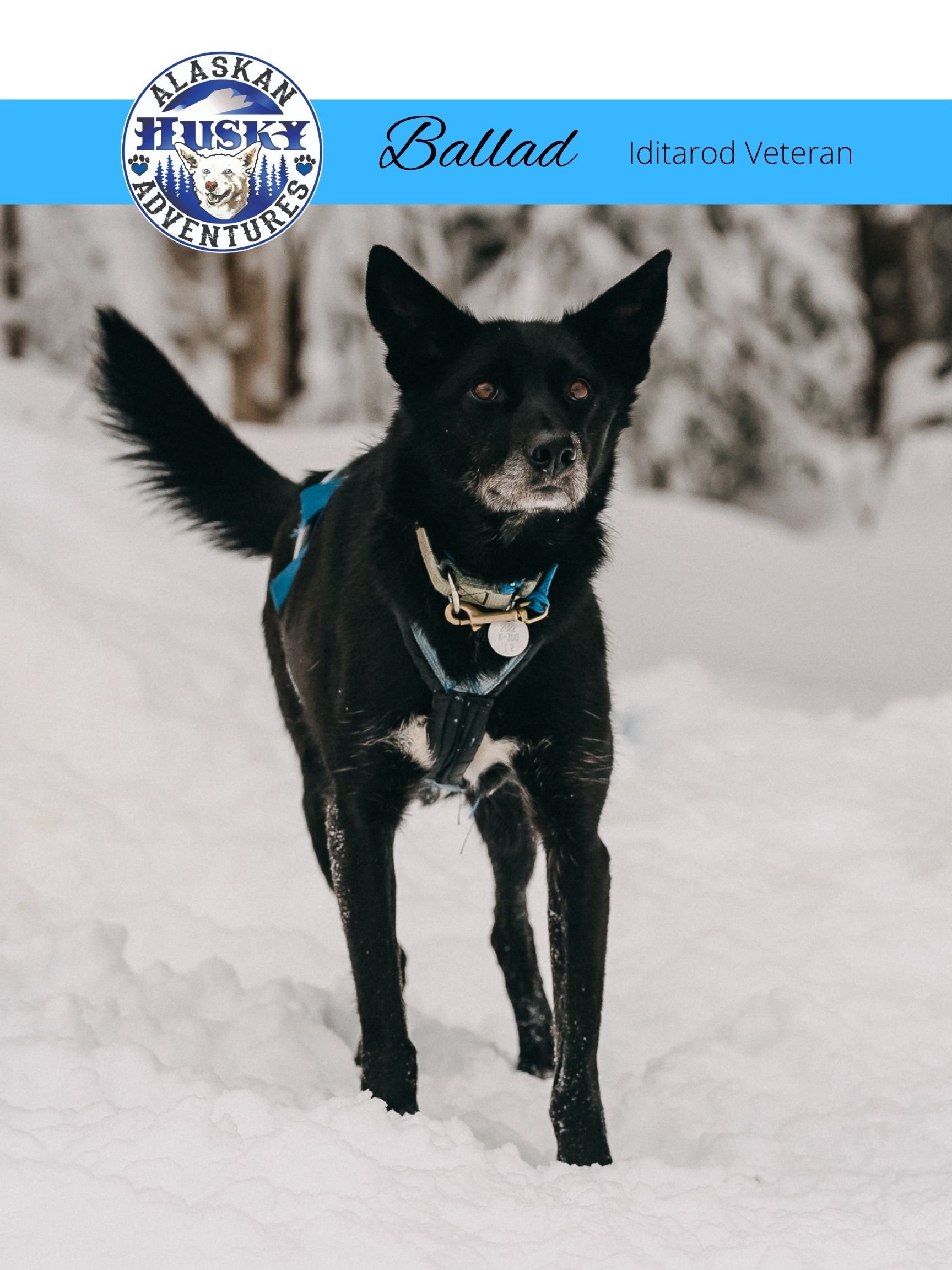 Racing — Alaskan Husky Adventures