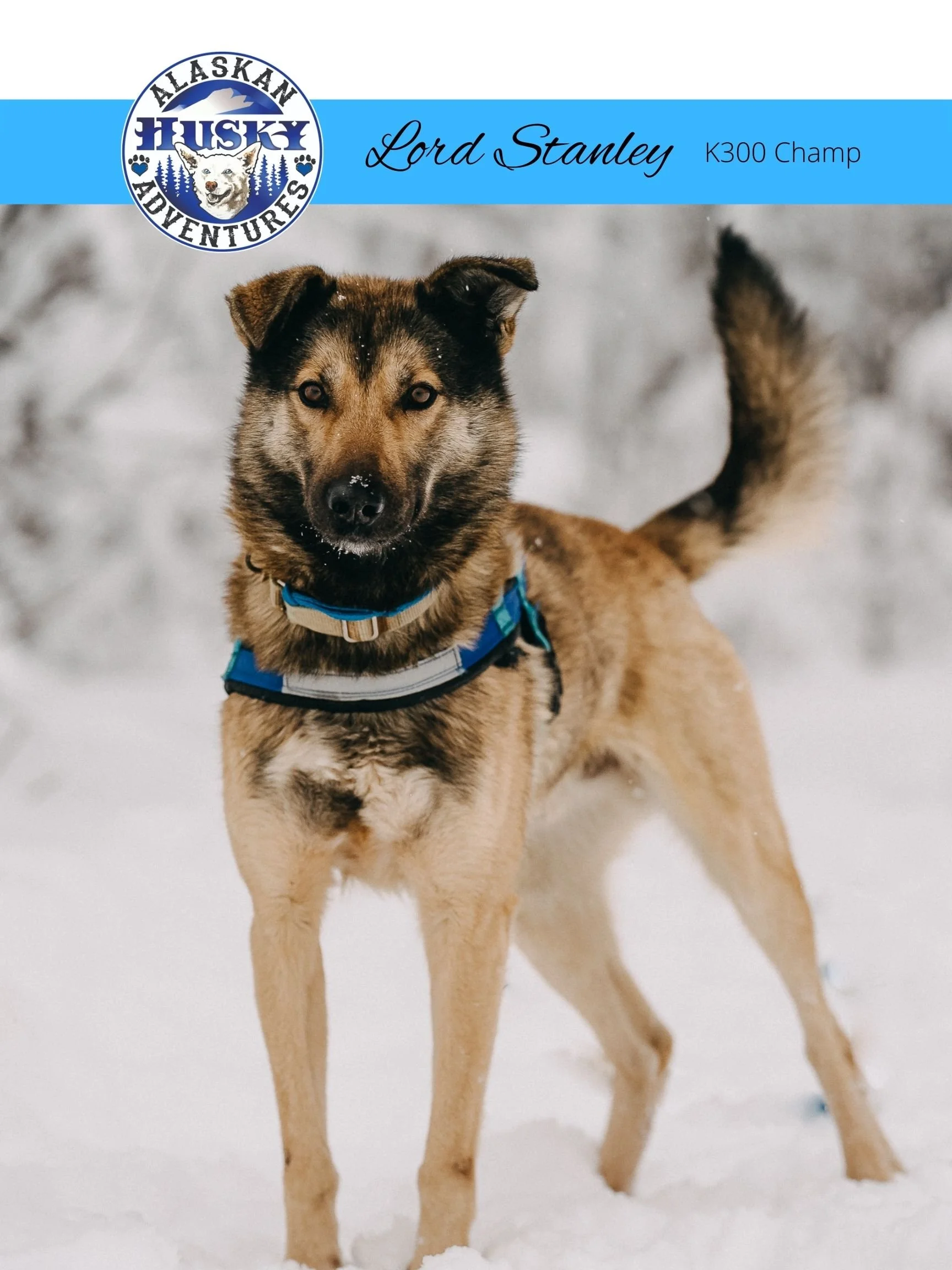 Racing — Alaskan Husky Adventures