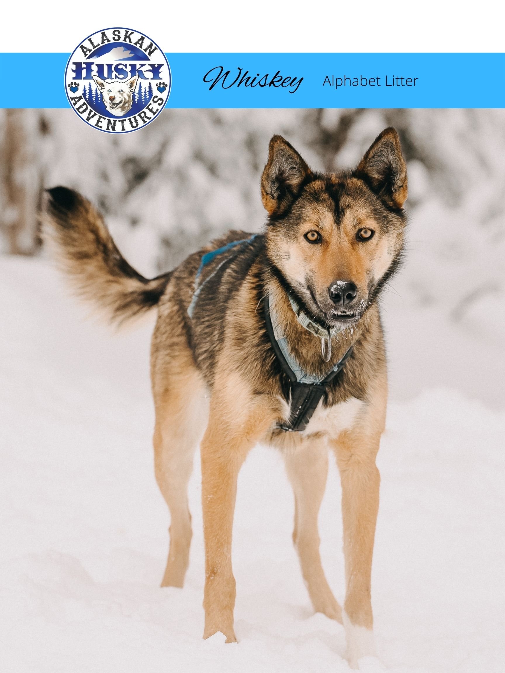 Racing — Alaskan Husky Adventures