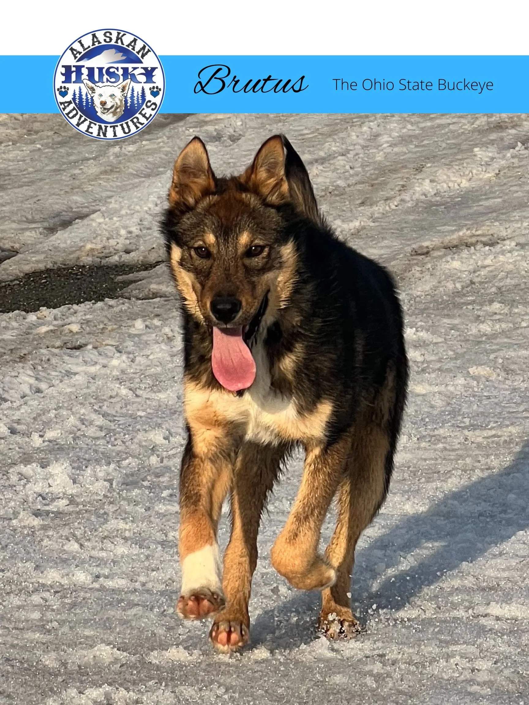 Racing — Alaskan Husky Adventures