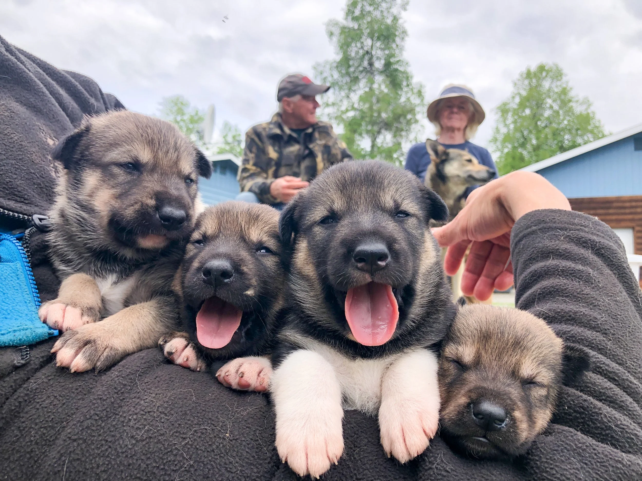 Anchorage Husky Puppies