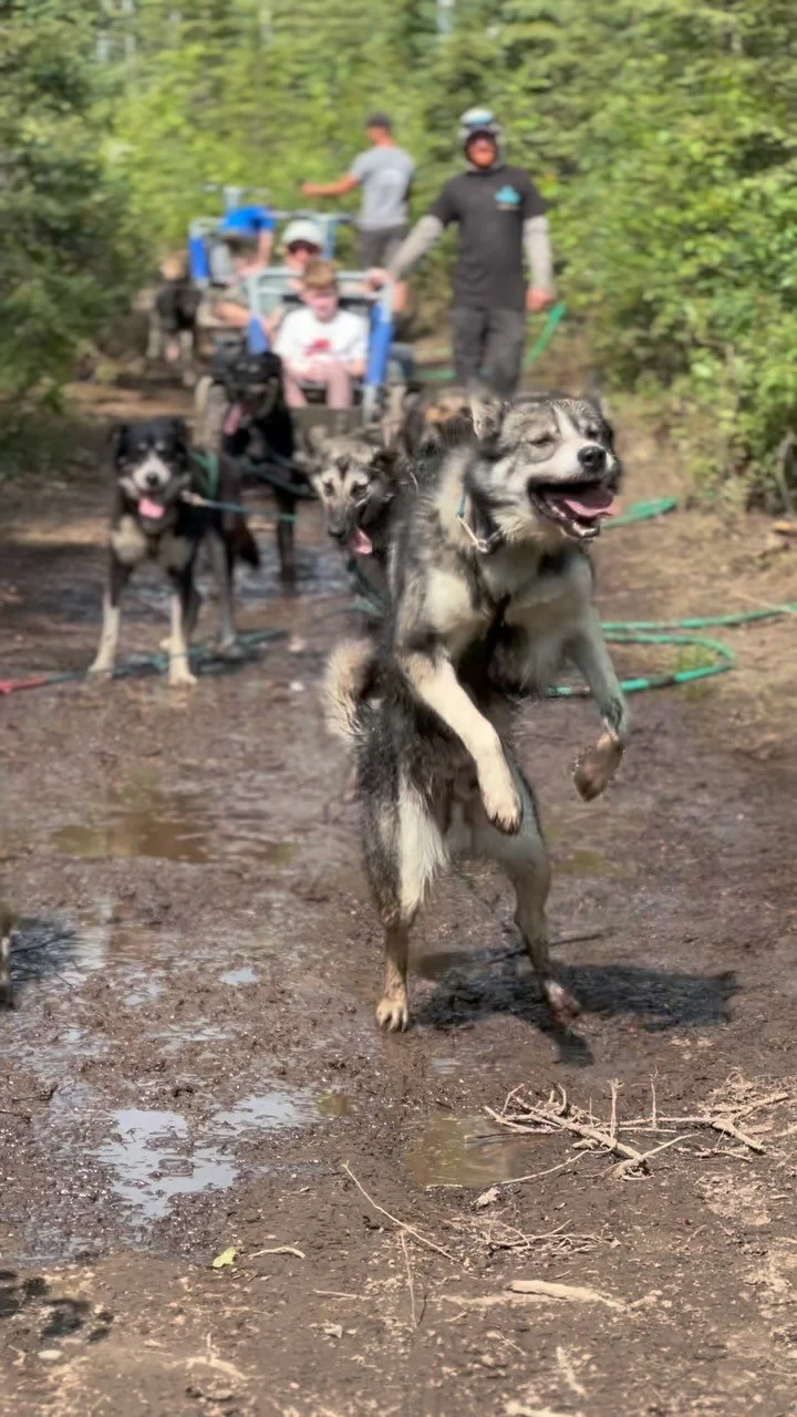 Race Team — Alaskan Husky Adventures